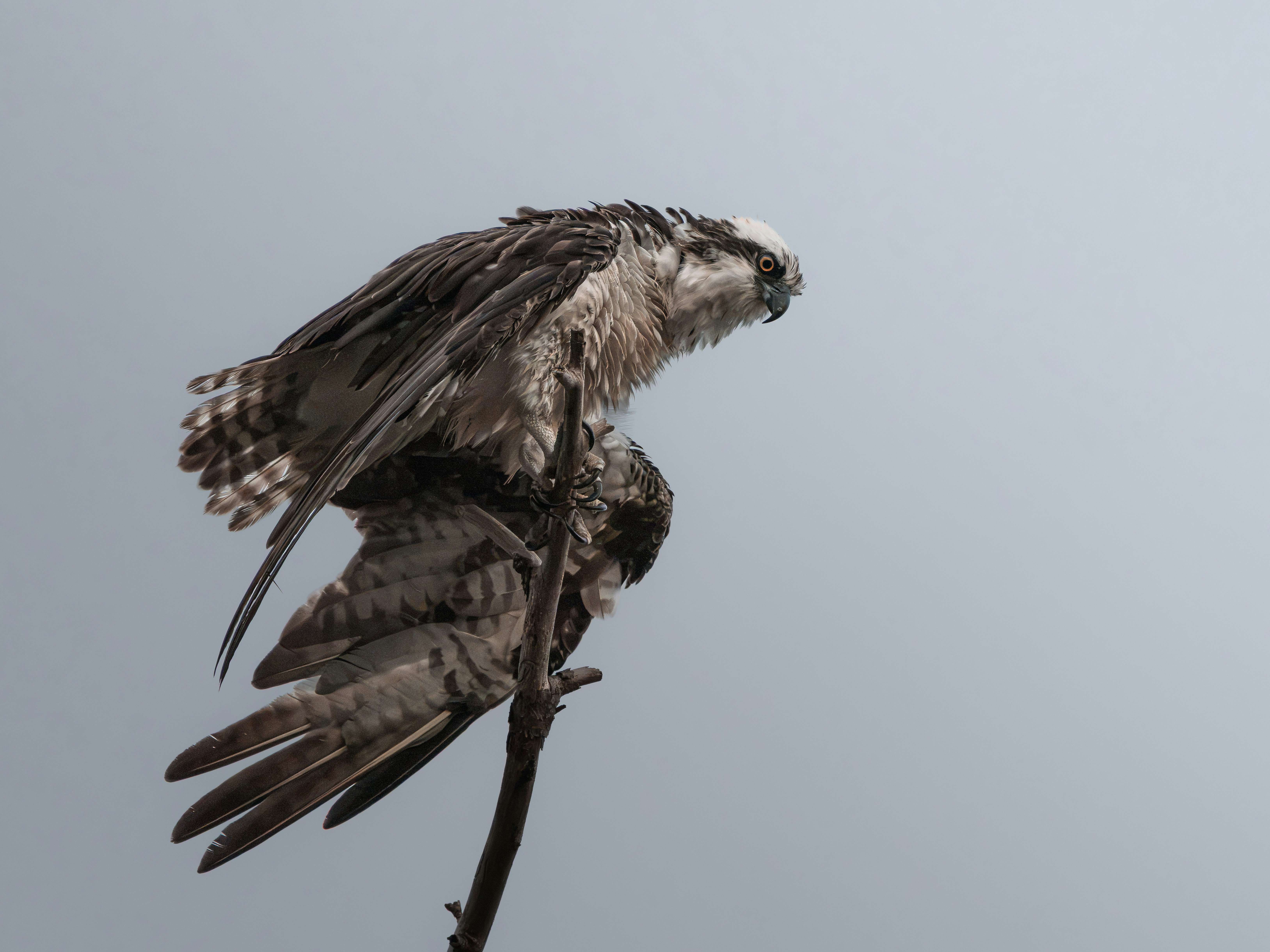 Soaring Gull Head Turn: A Harried Gaze Over a Perched Wing