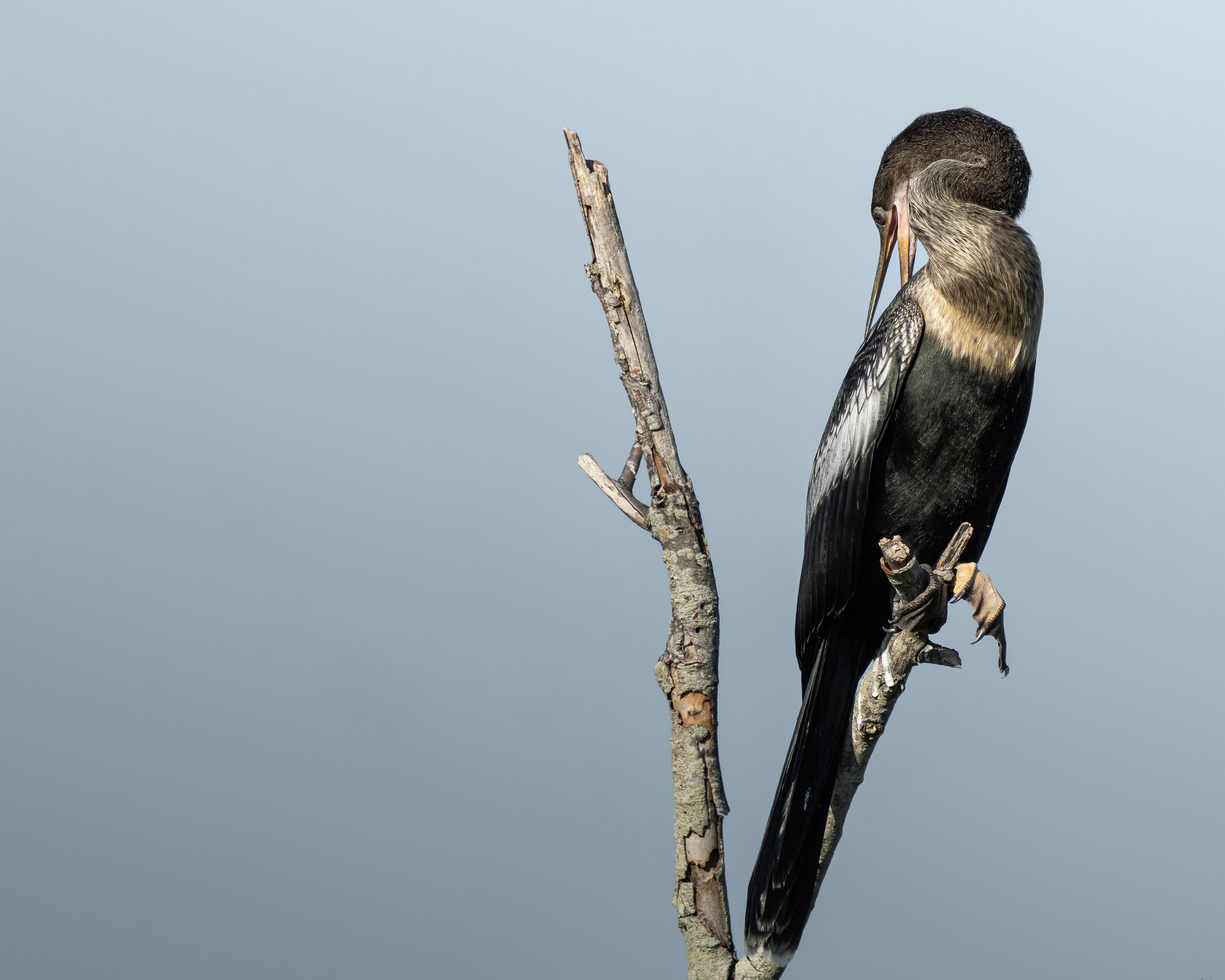 An anhinga perched on a bare branch with its beak open, captured against a clean blue-gray background in natural light.