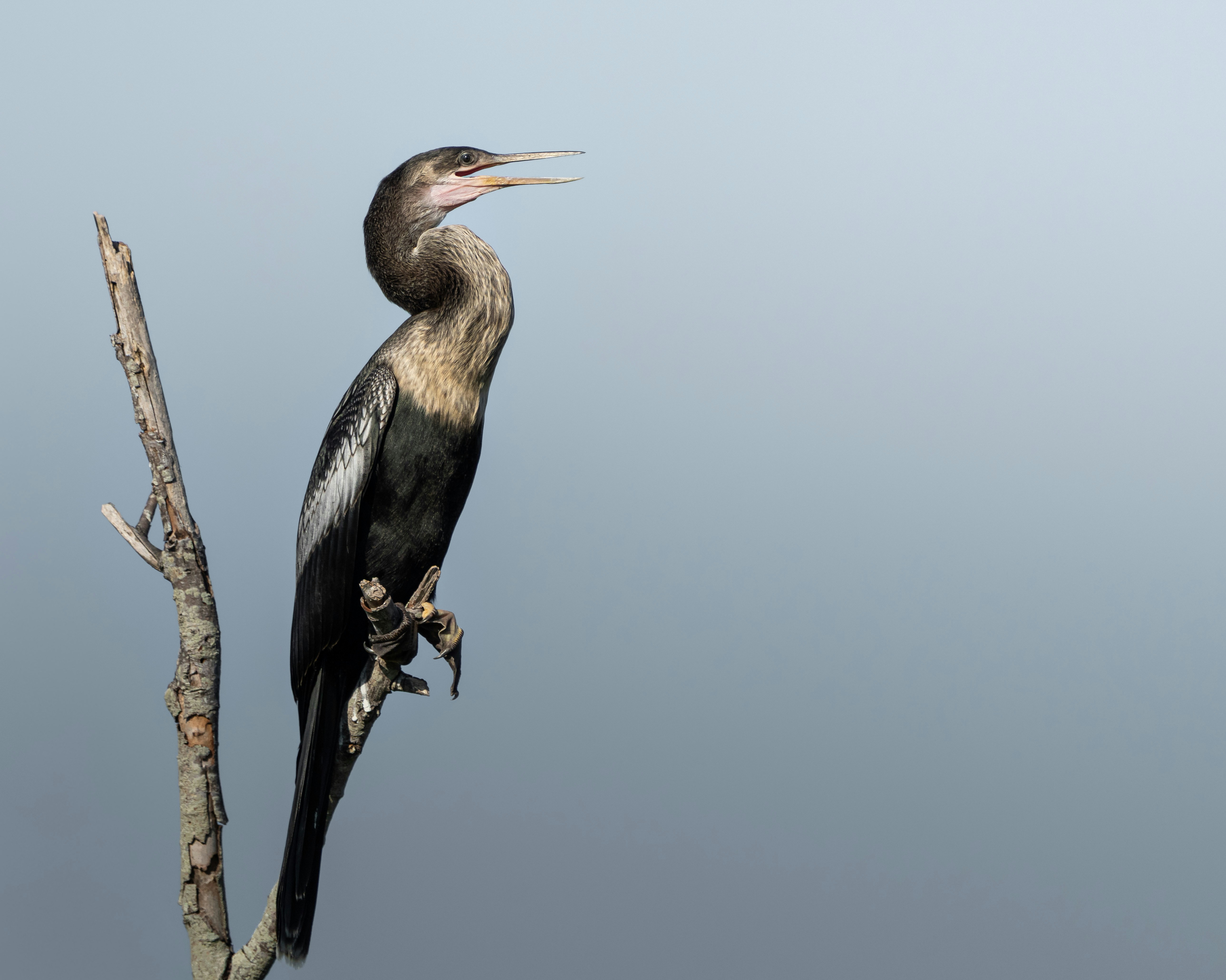 An anhinga perched on a bare branch with its beak open, captured against a clean blue-gray background in natural light.