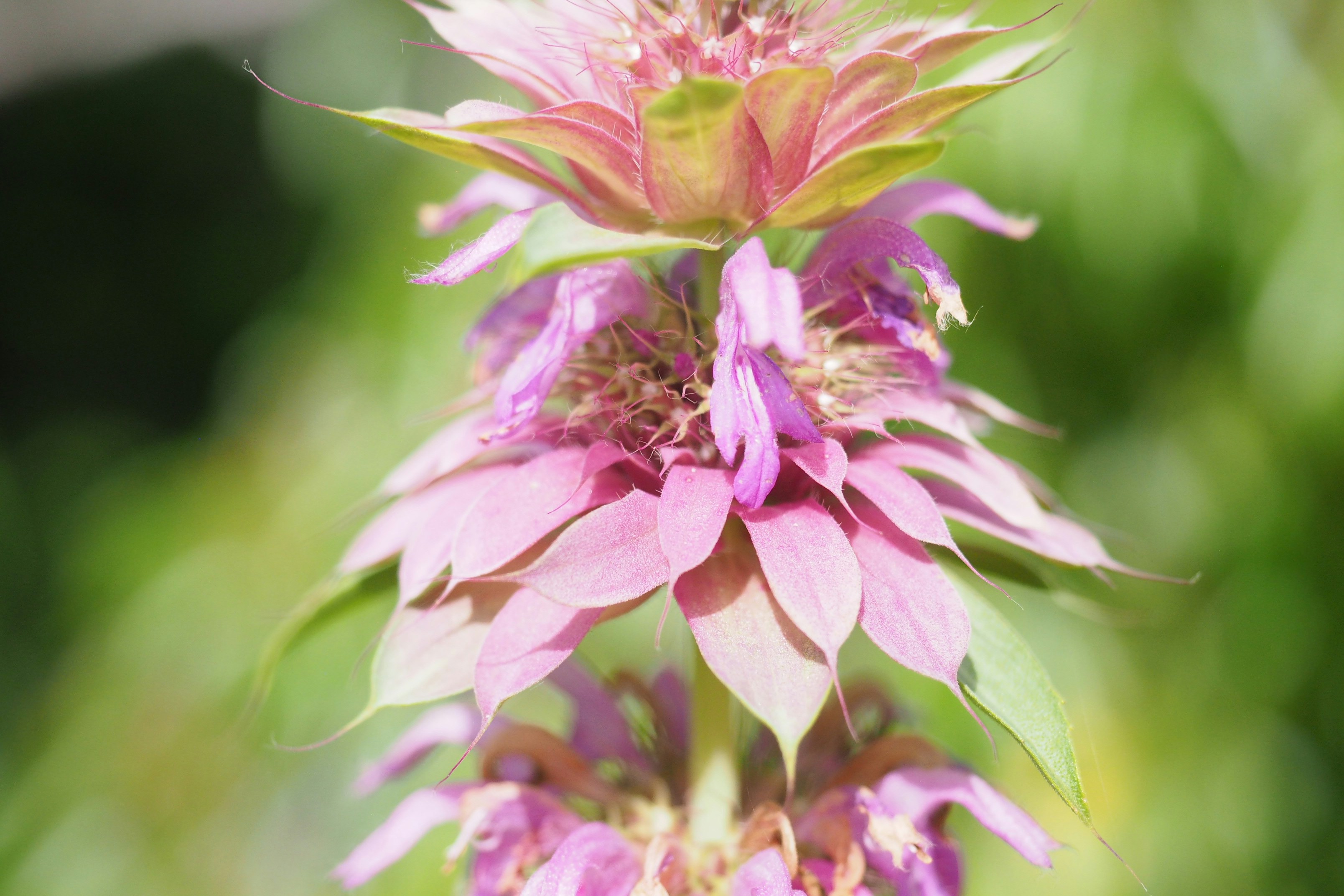 Petaled Peak: a pink blossom tower in soft focus
