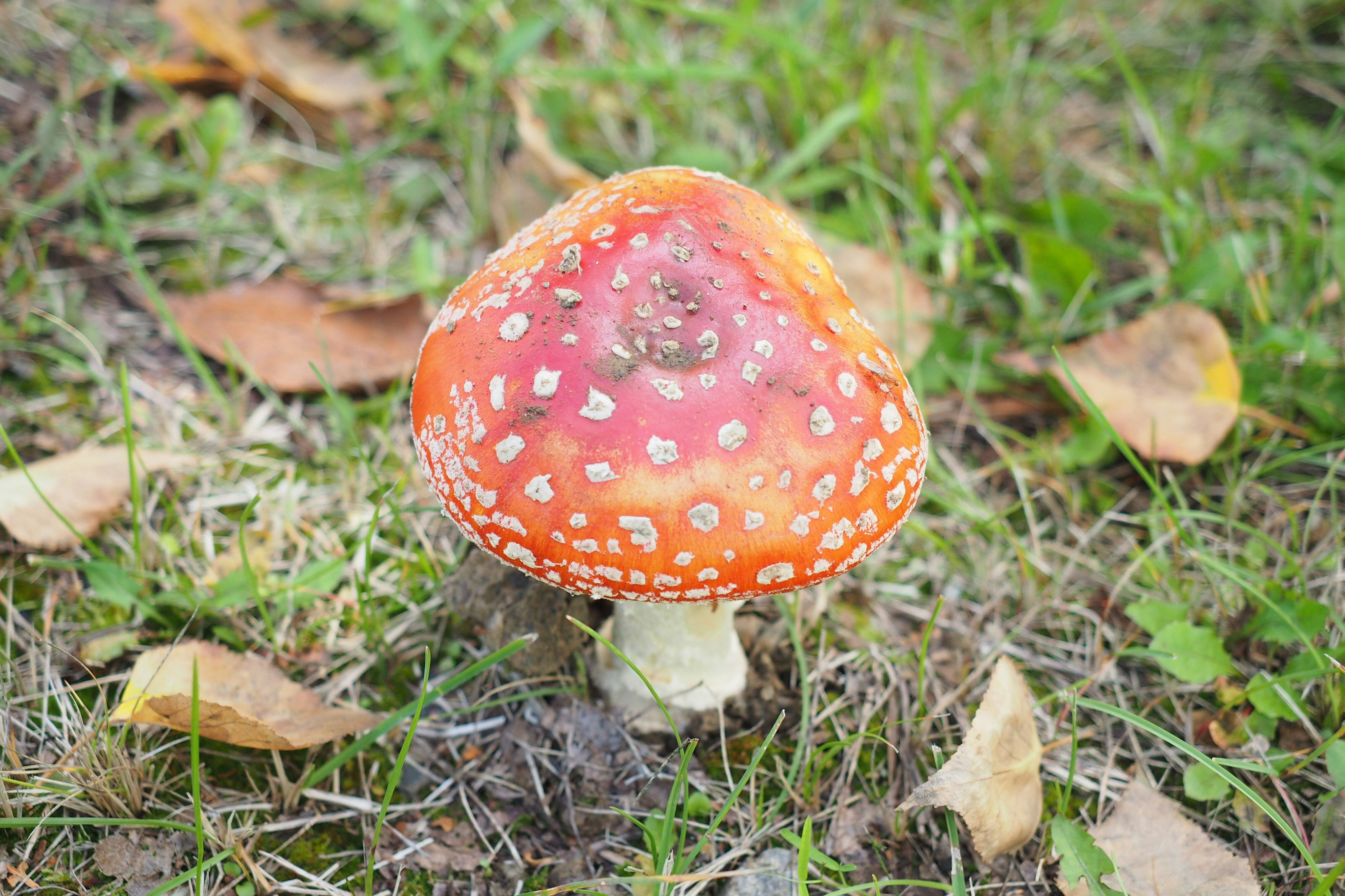 Scarlet-Top Fungi Crowned by Dappled Garden Light