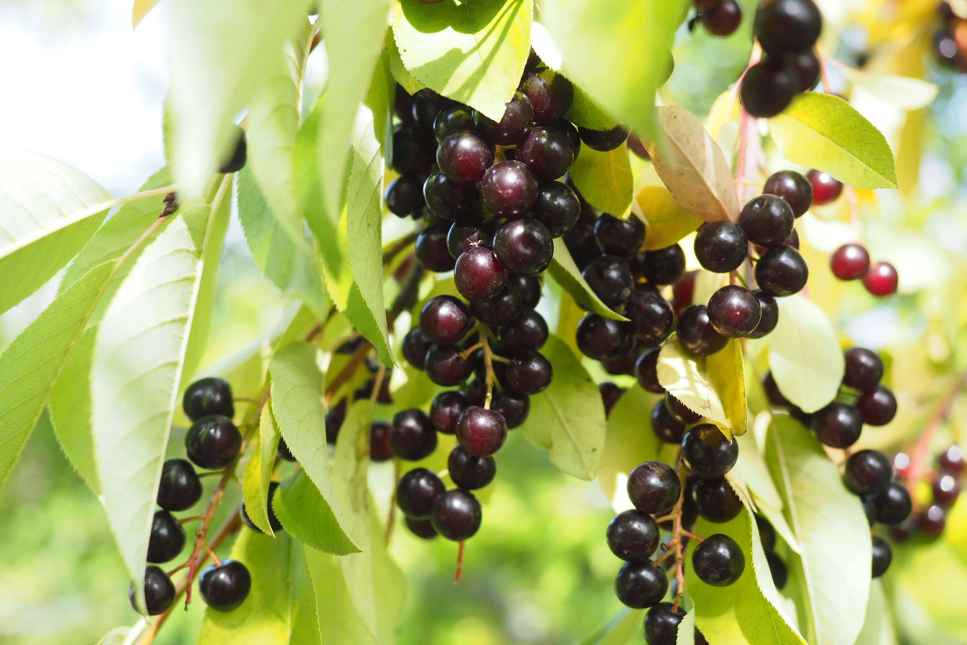 Dark Berries in Sunlit Foliage
