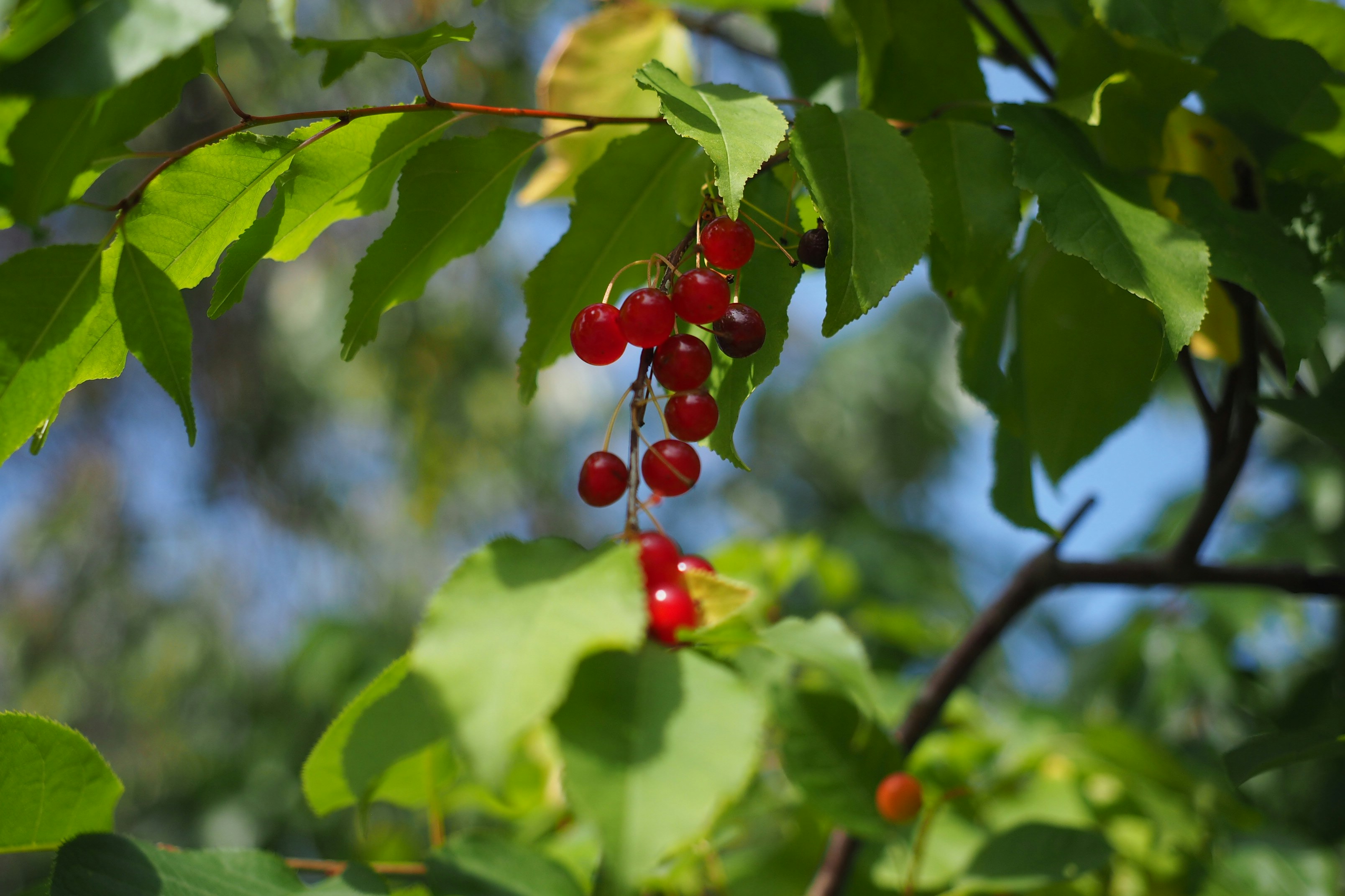 Red Berry Cascade Under Dappled Sunlight