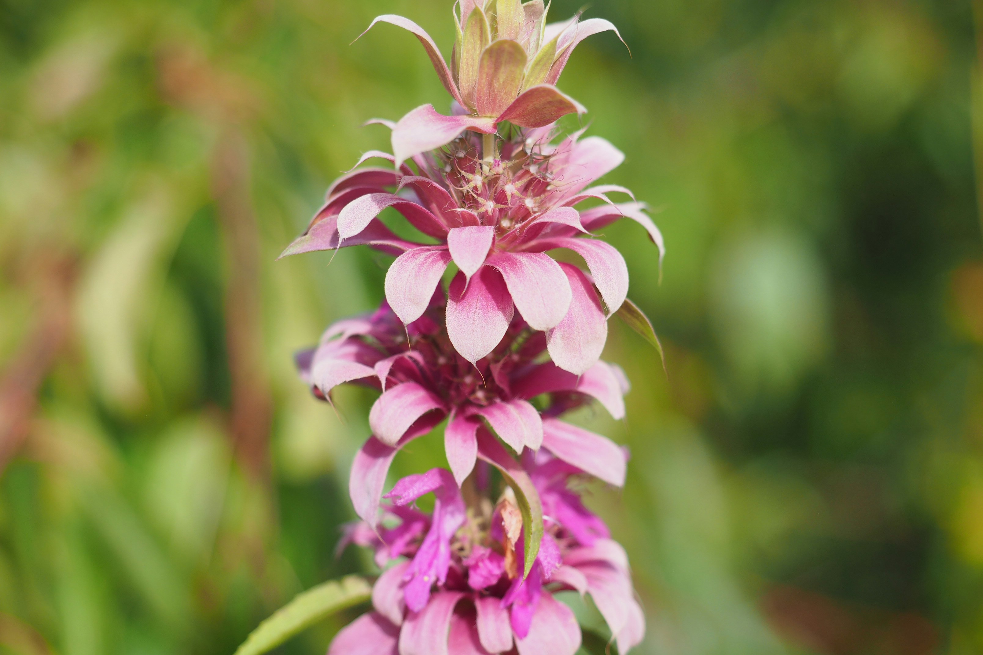 Ice-pink bloom cascade: a close-up on a layered garden flower