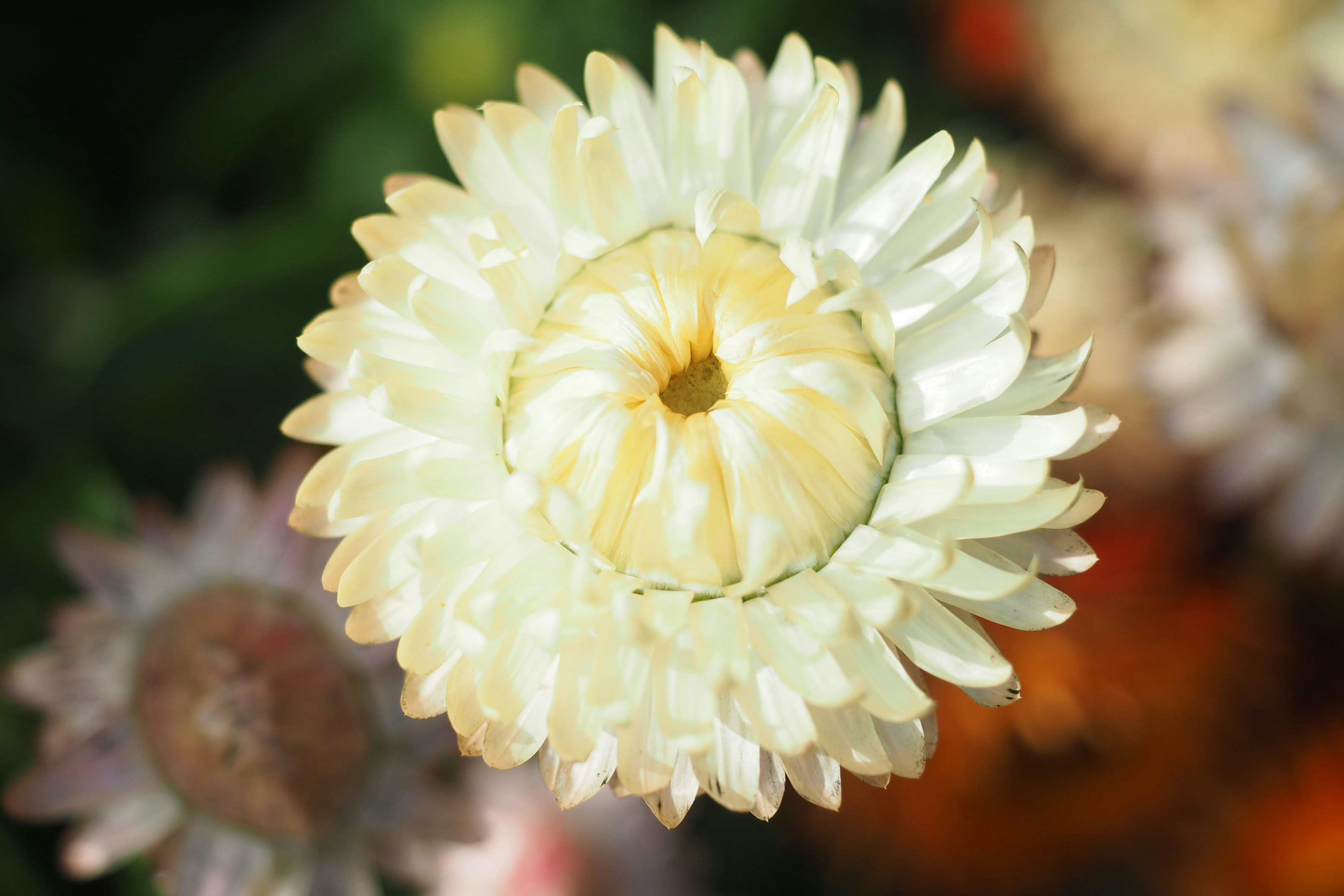 Petal Spiral: a pale bloom at the center of a warm garden dusk