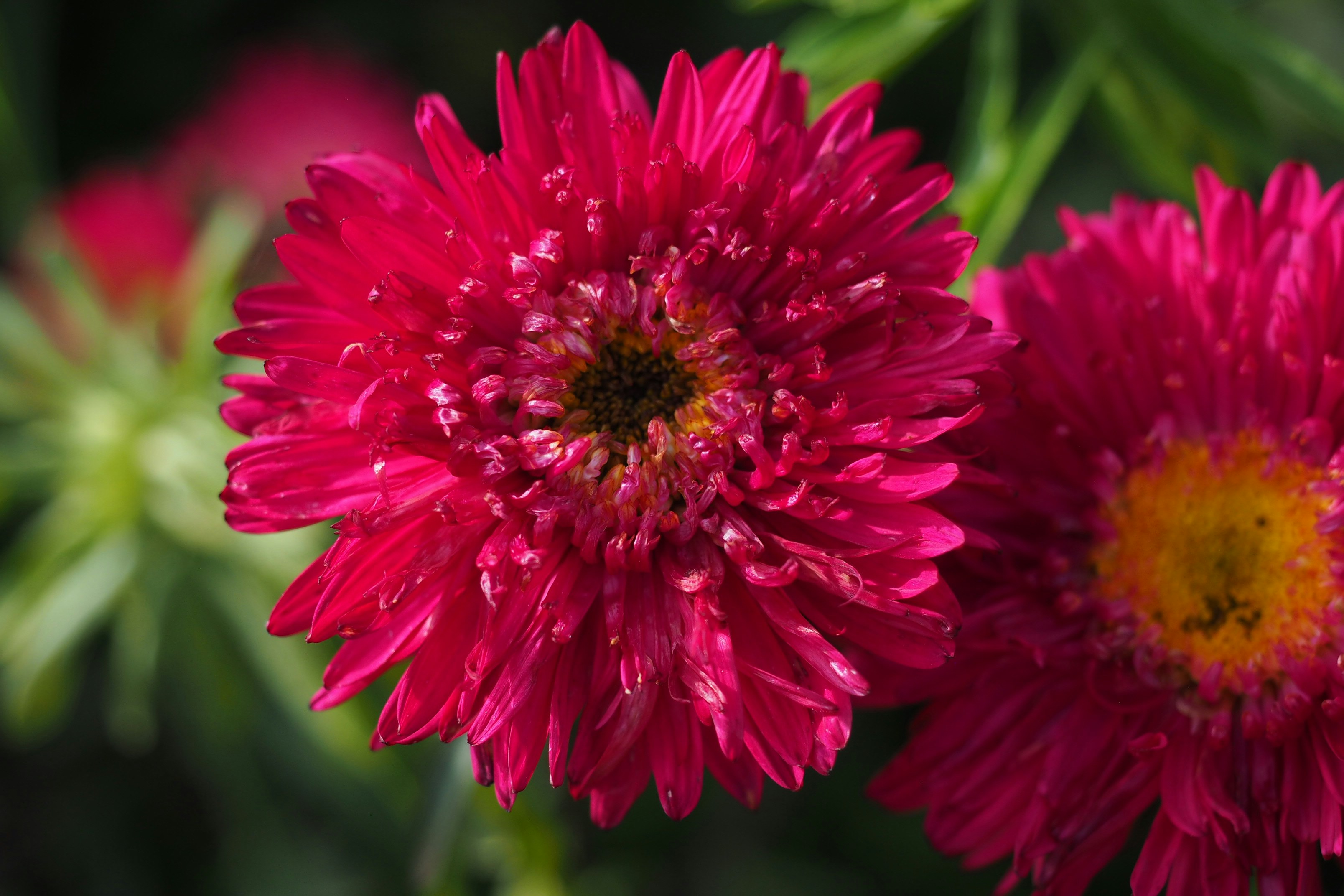 Magenta Bloom in Focus: A Close-Up of Garden Radiance