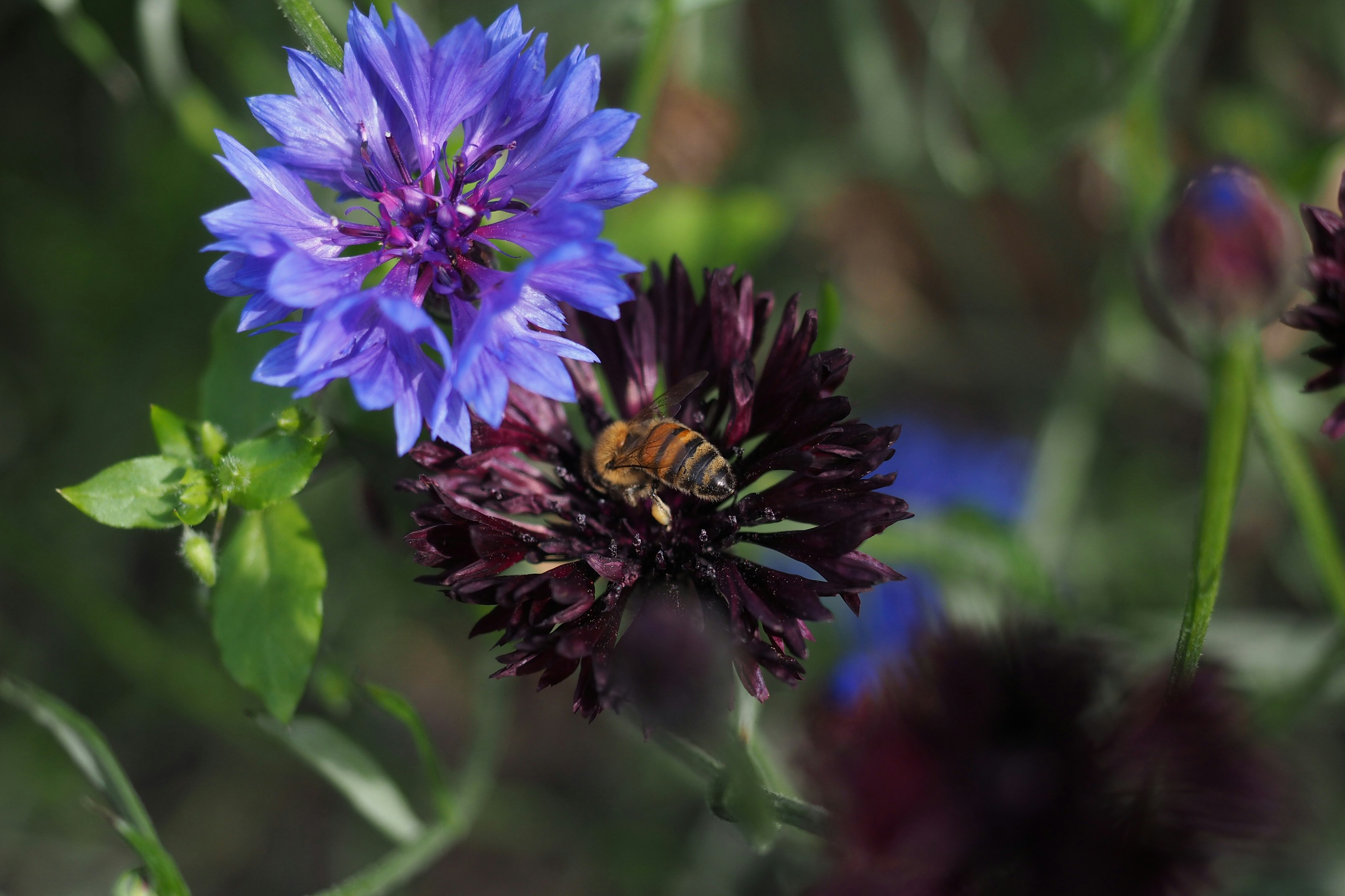 Bee at the Bloom: Violet Flower in Sunlit Garden
