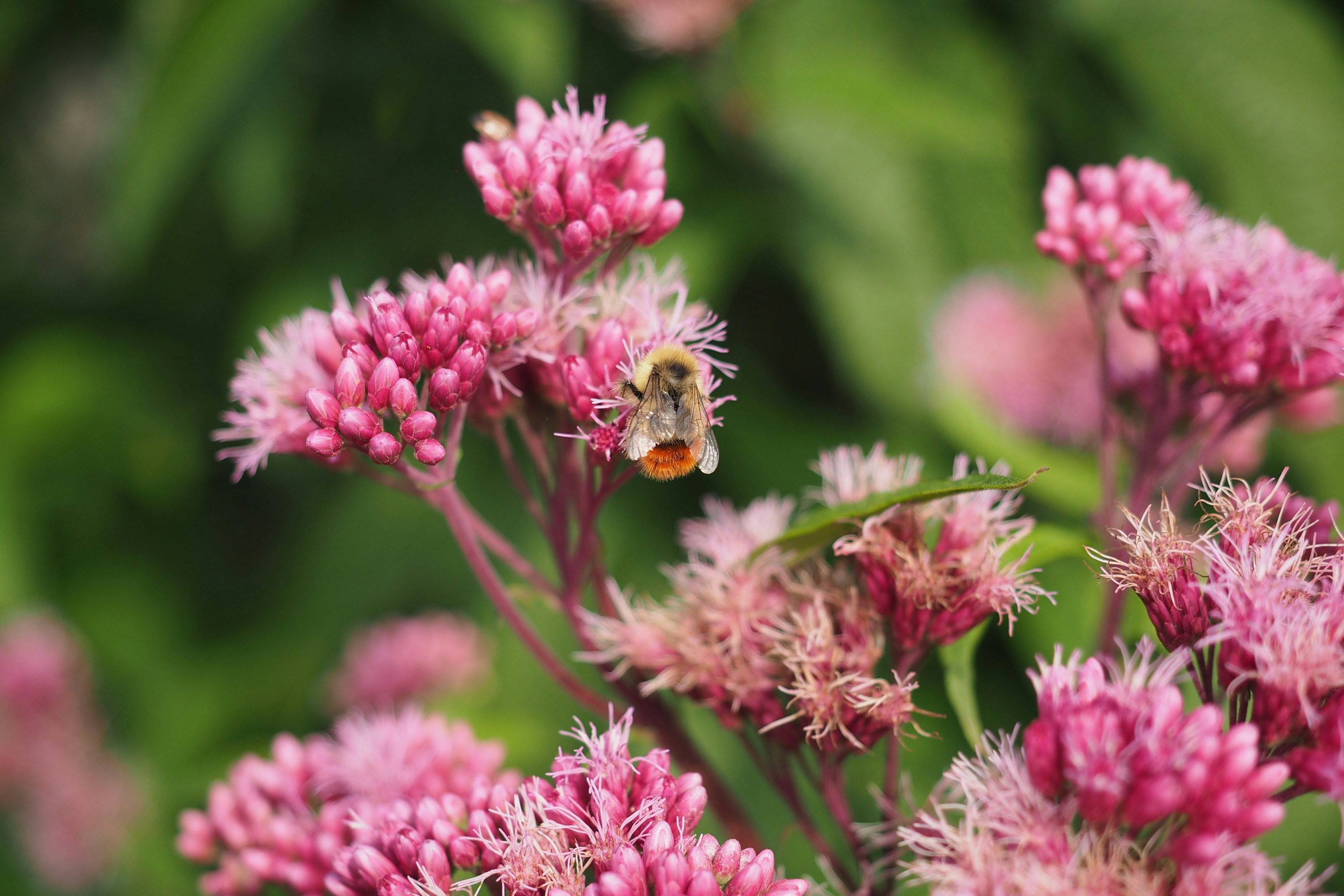 A Hovering Bee Over Pink Autumn Berries