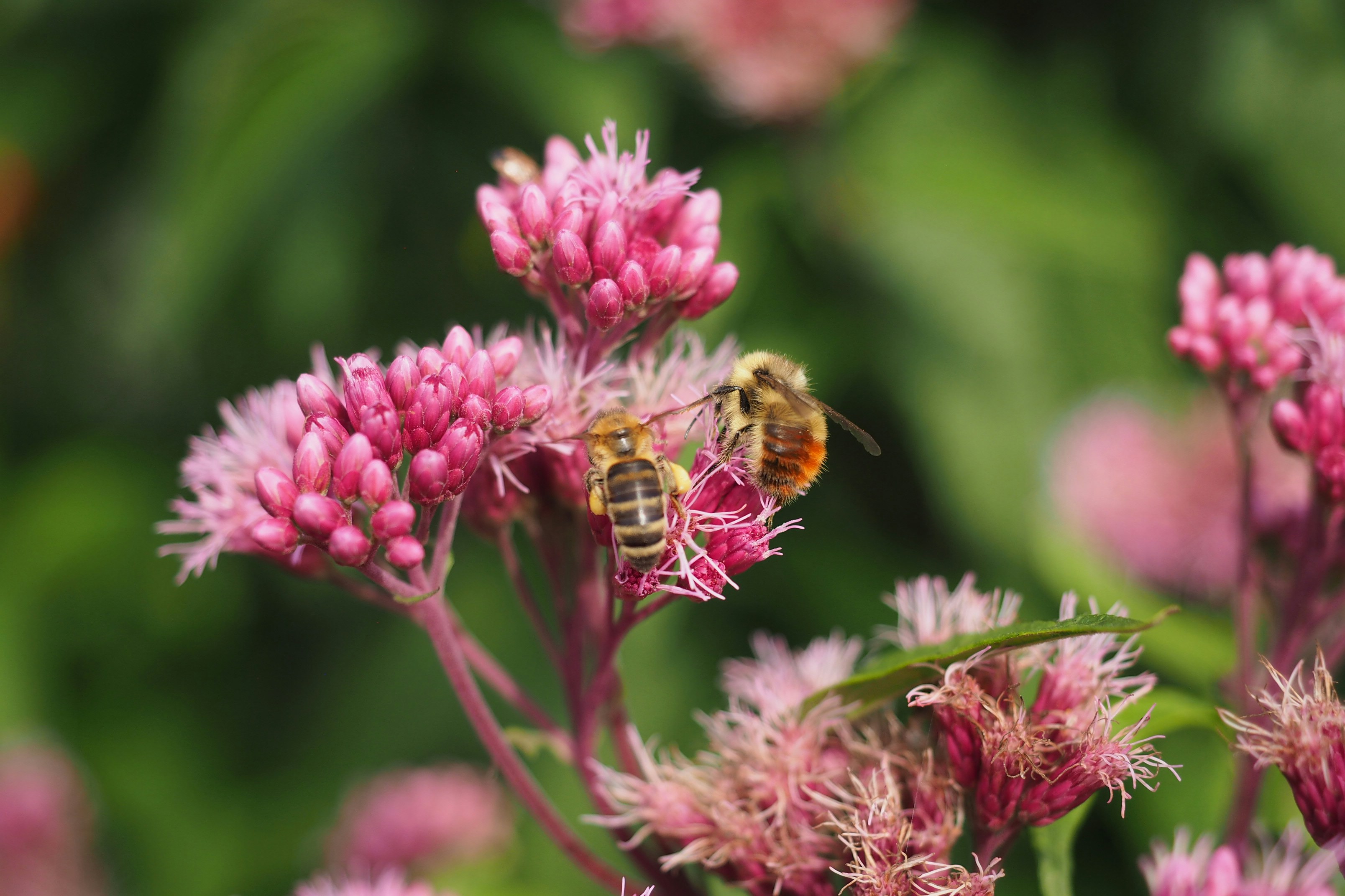 Two bees in a pink-flowered bloom capture a moment of busy pollination