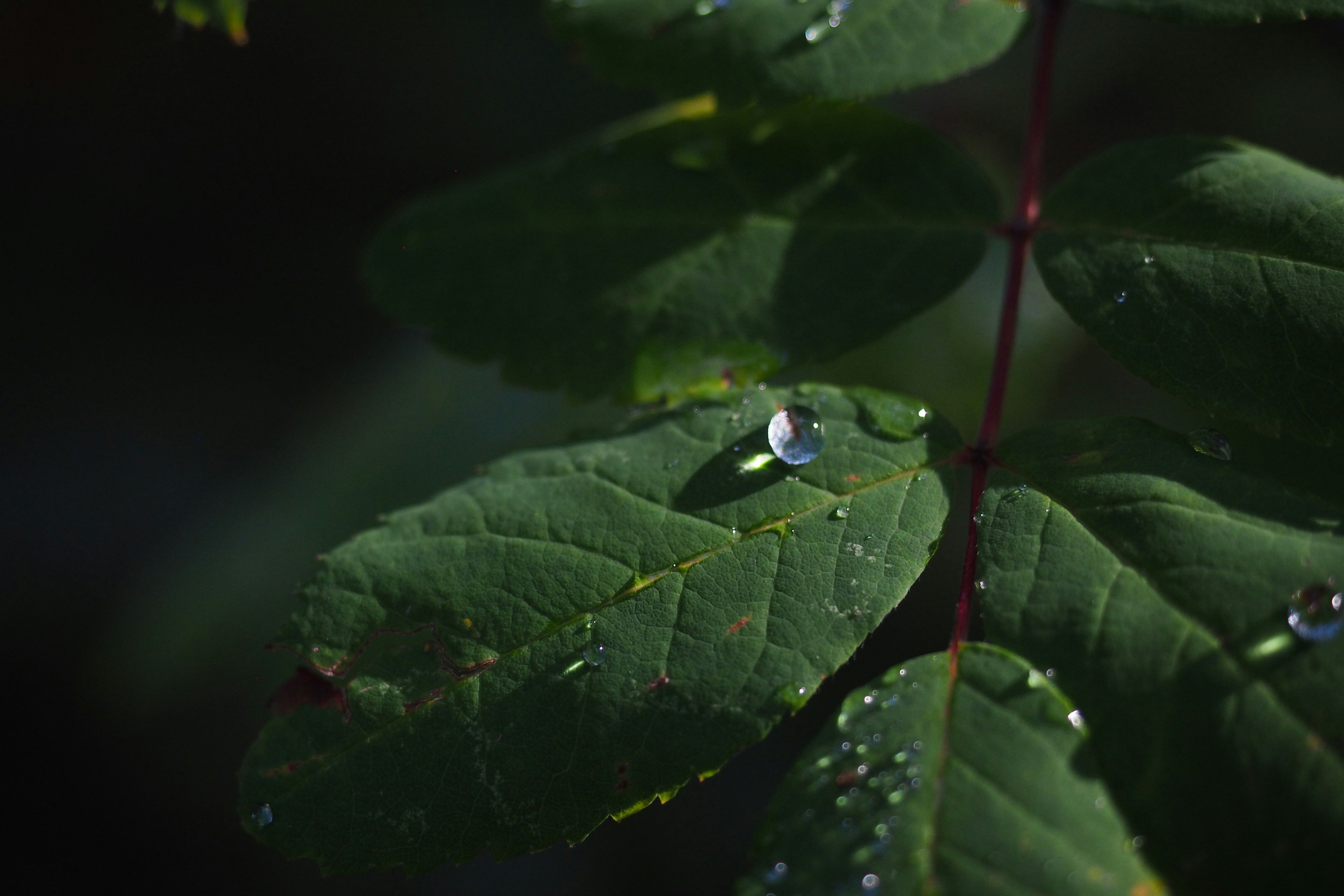 Dew on a Leaf: a Quiet Moment of Morning Light
