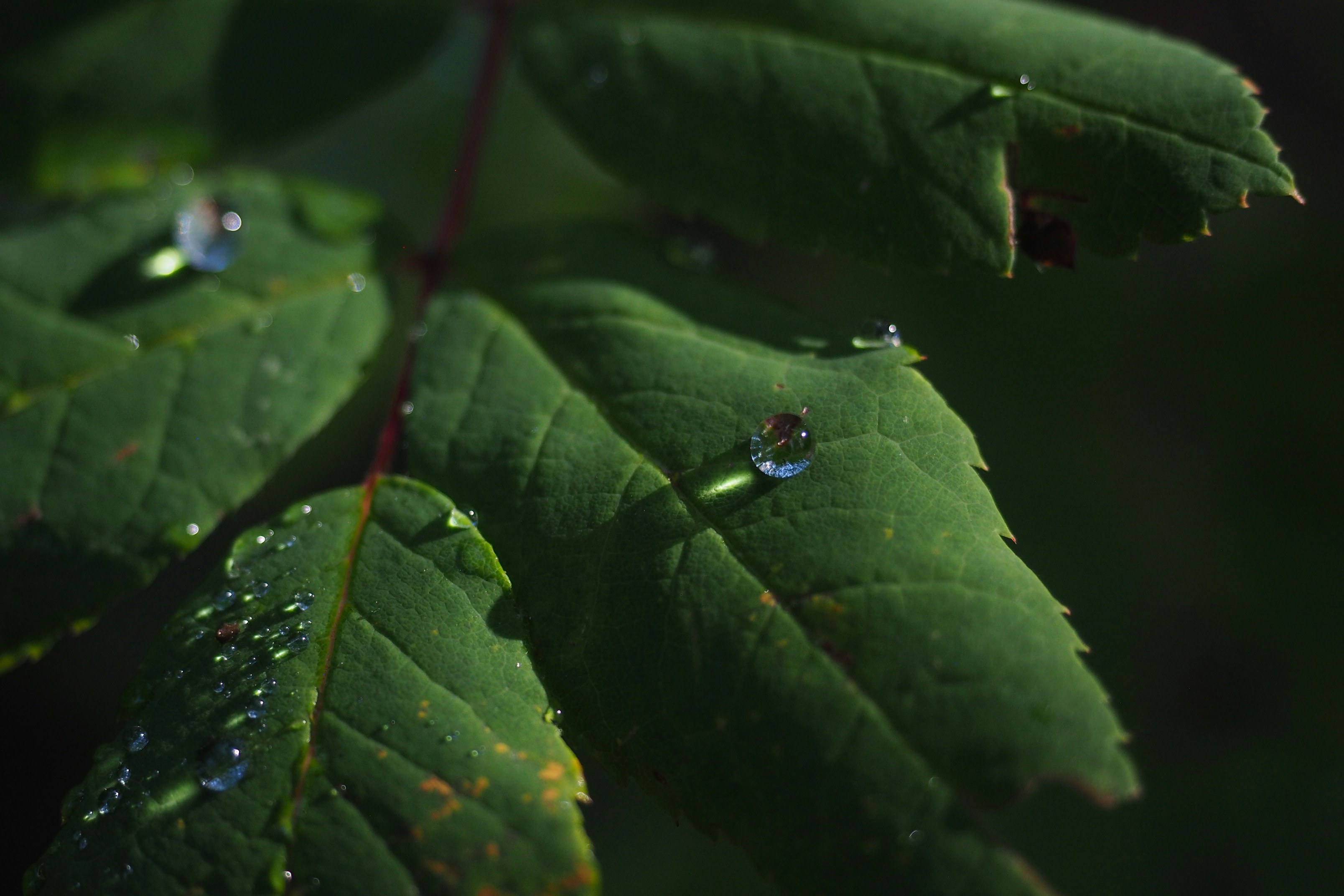 Dew-kissed Leaf Edge Under Soft Shade