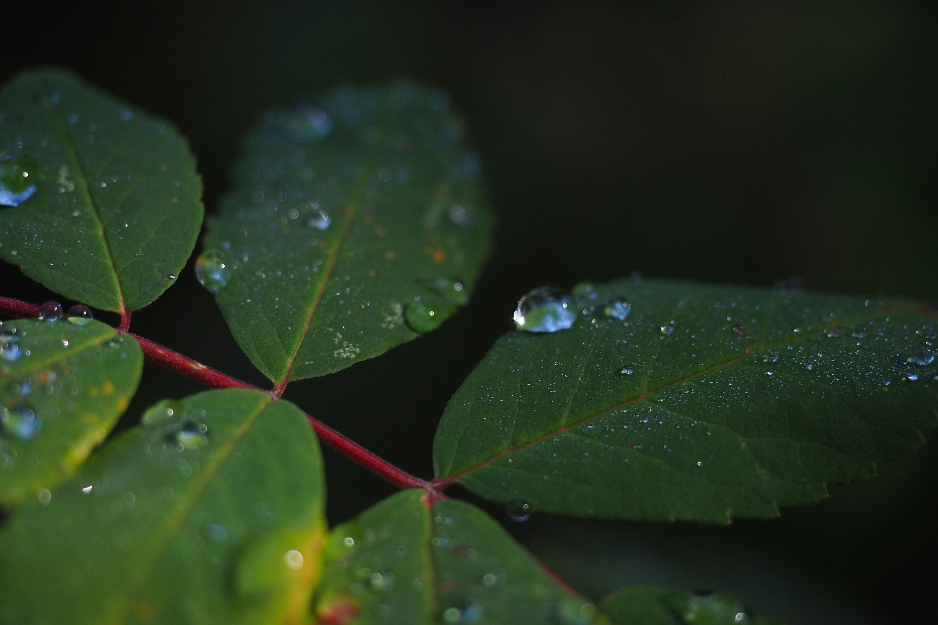 Dew-Kissed Leaf Axons: A Quiet Close-Up of Morning Veins