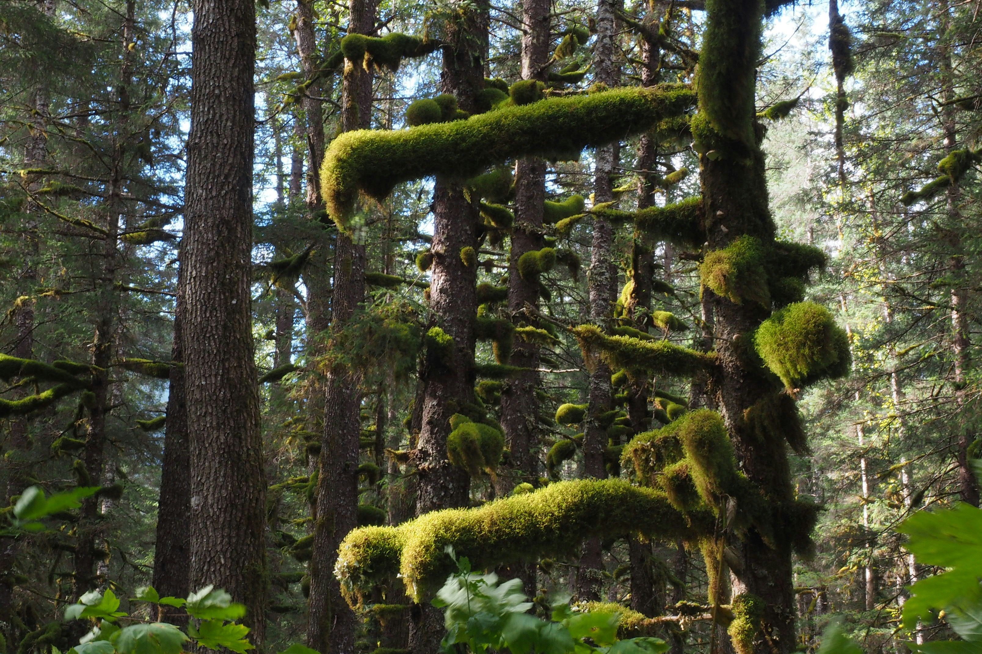 Moss-Wreathed Giants in Quiet Green Cathedral