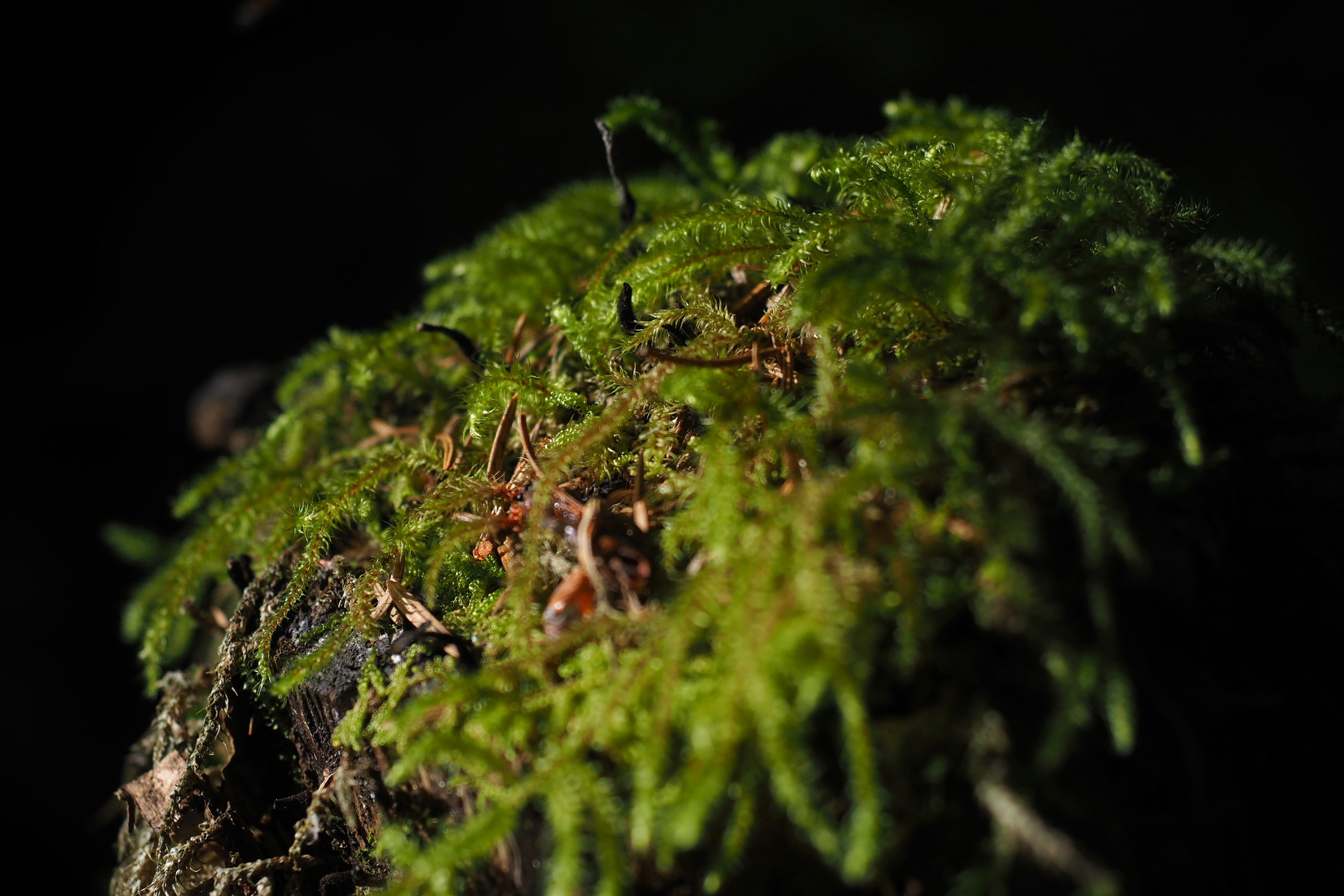 Moss-Cilled Cliff: A Microhabitat In Moonlit Shadow