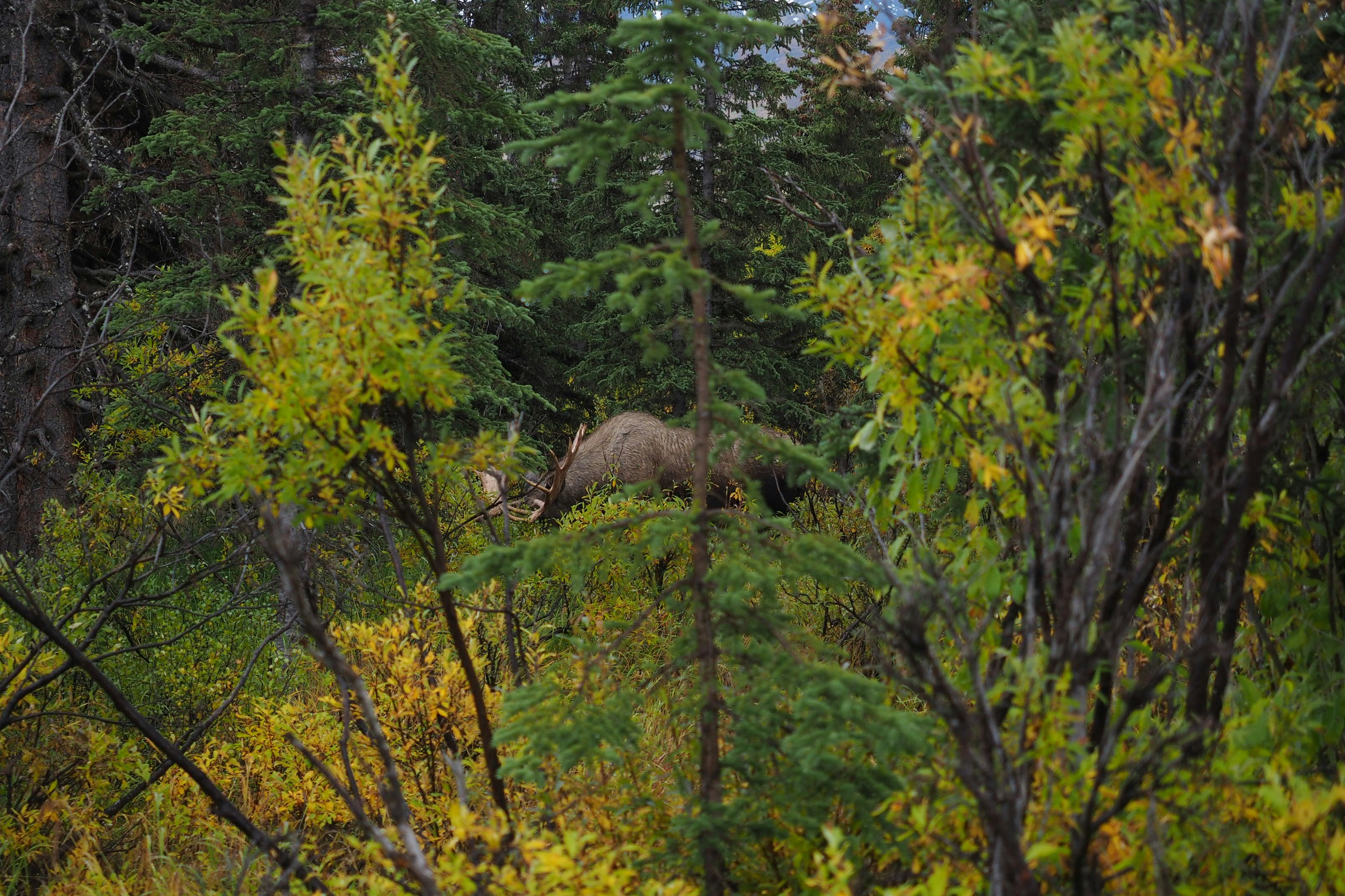 Hidden Plains: A distant deer Among Autumn Breaks