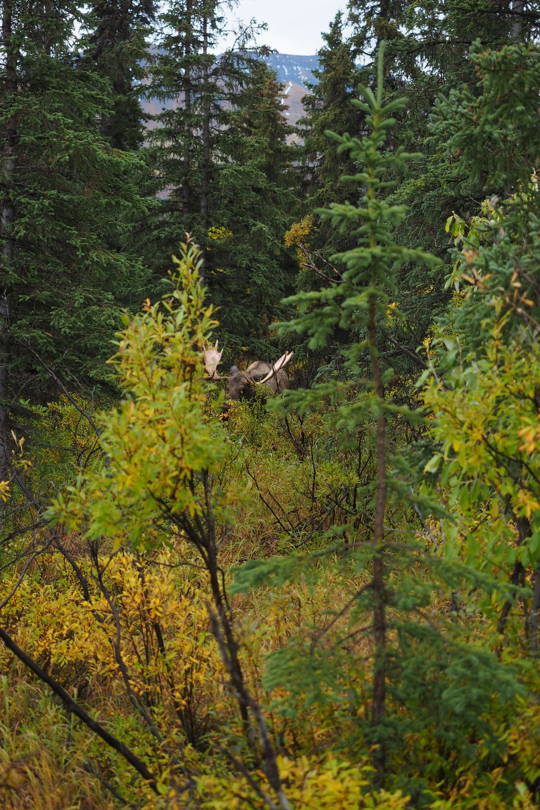 Hushed Glade: A Quiet Moment in the Evergreen Frame