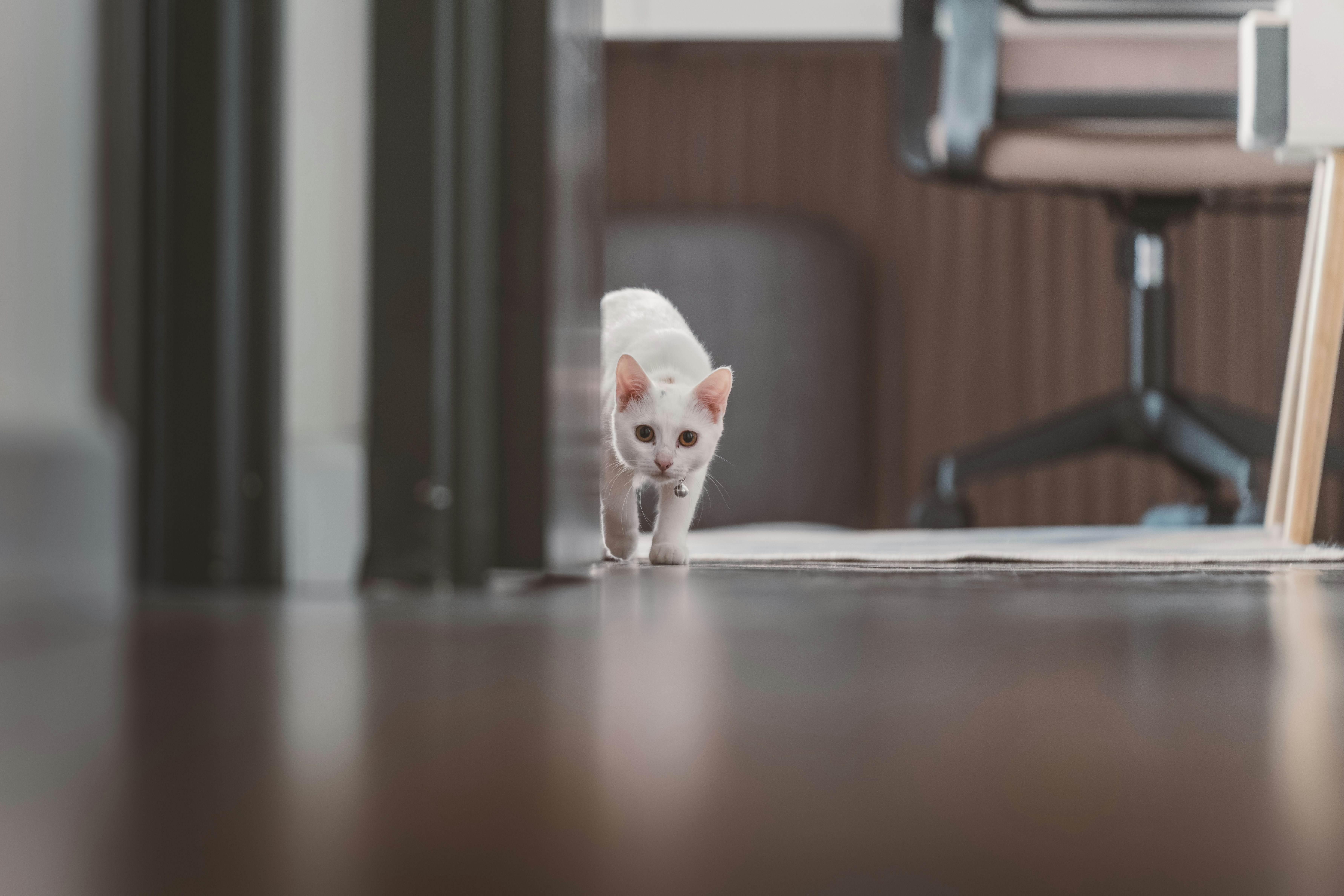 Tiny Explorer in a Quiet Hallway