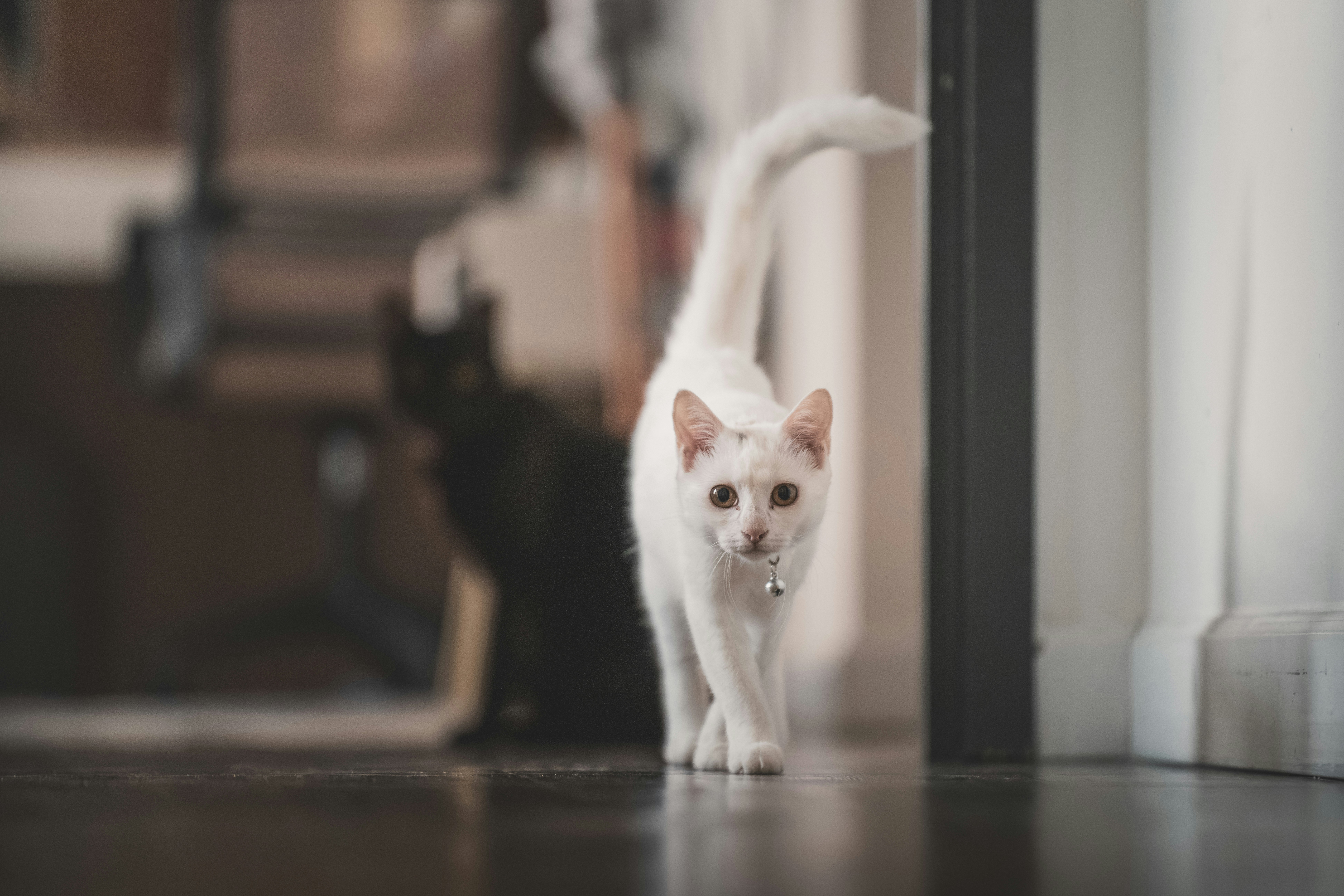 White Catstride: A Curious Moment in a Quiet Hallway