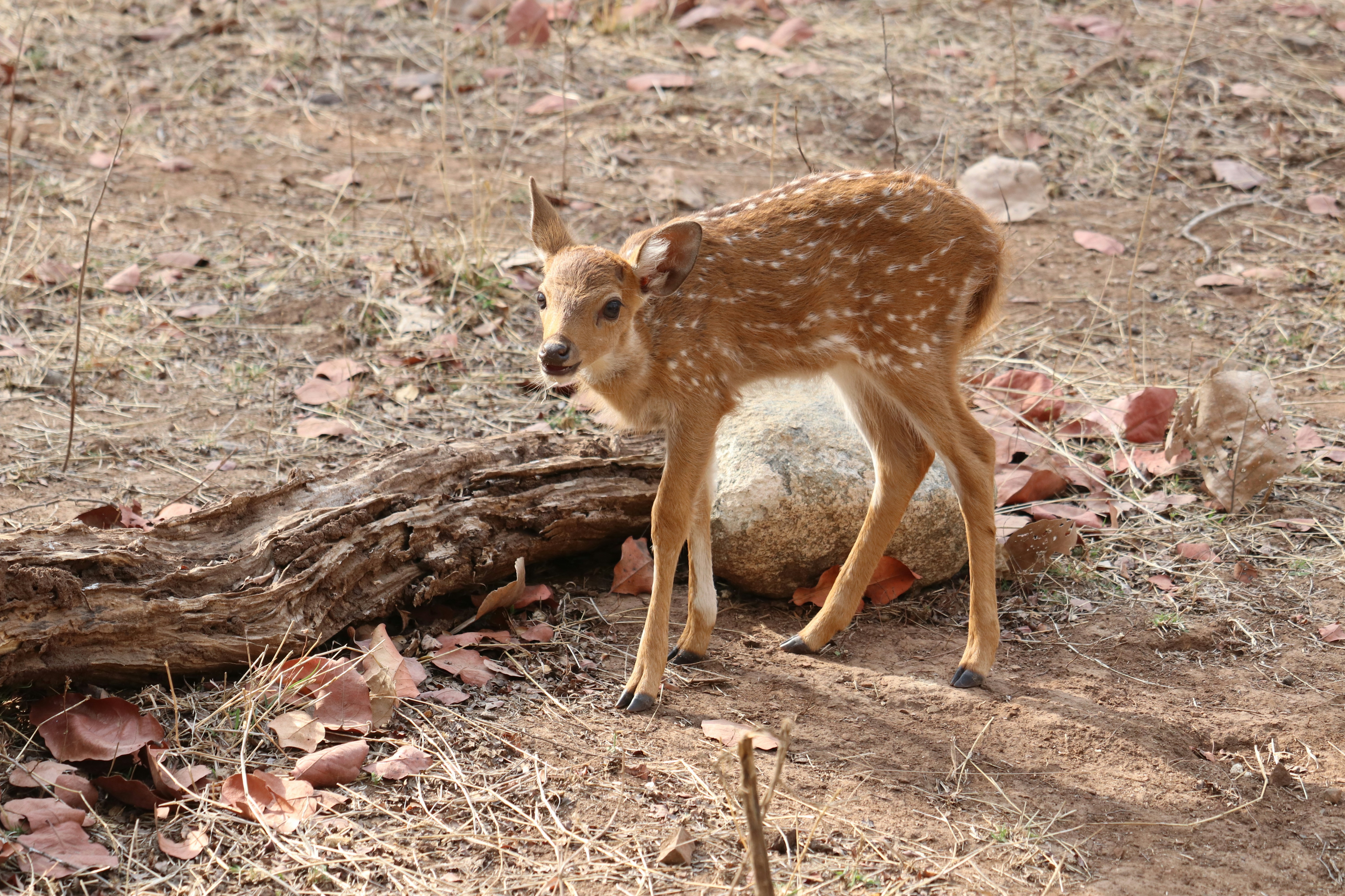 Dappled Fawn Pause Under A Loglit Patch of Autumn Ground
