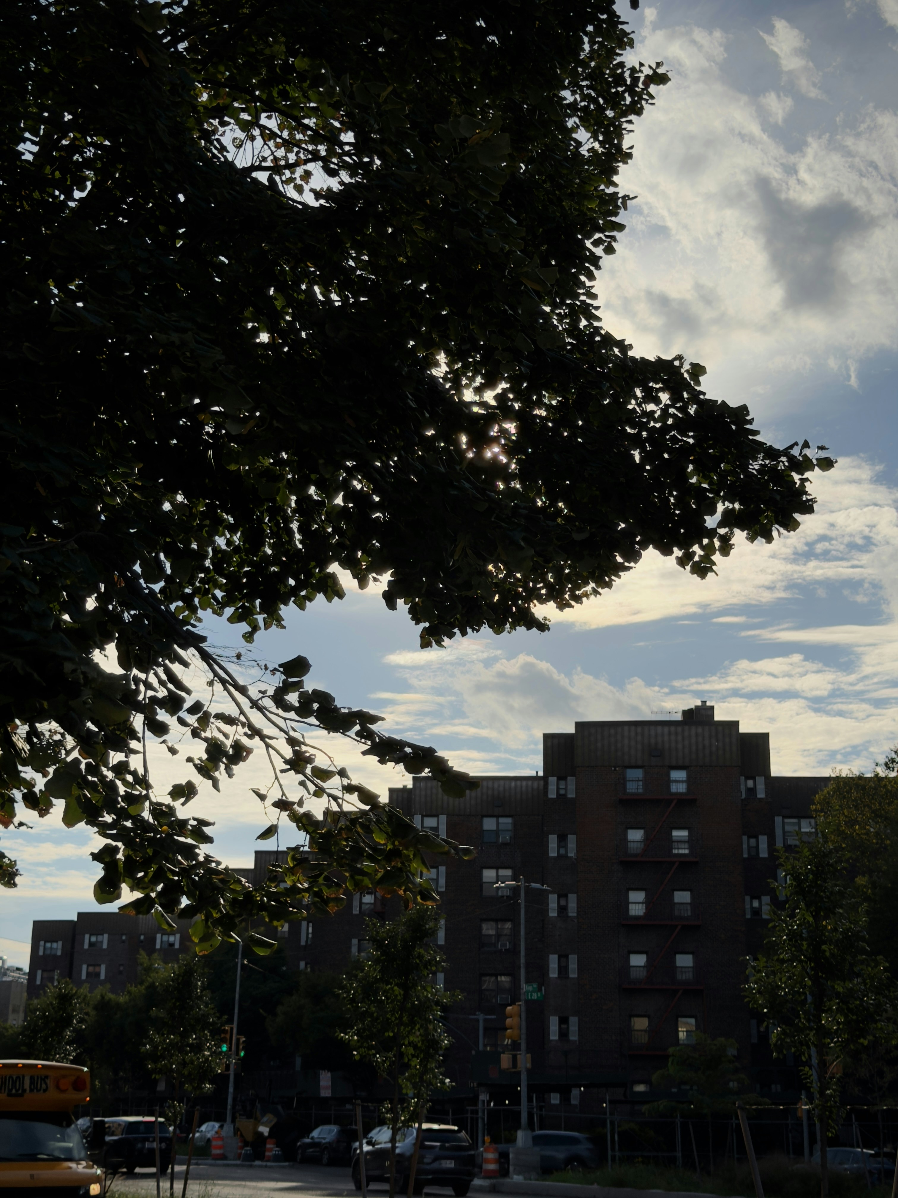 Sunlit silhouettes: urban canopy over a quiet street