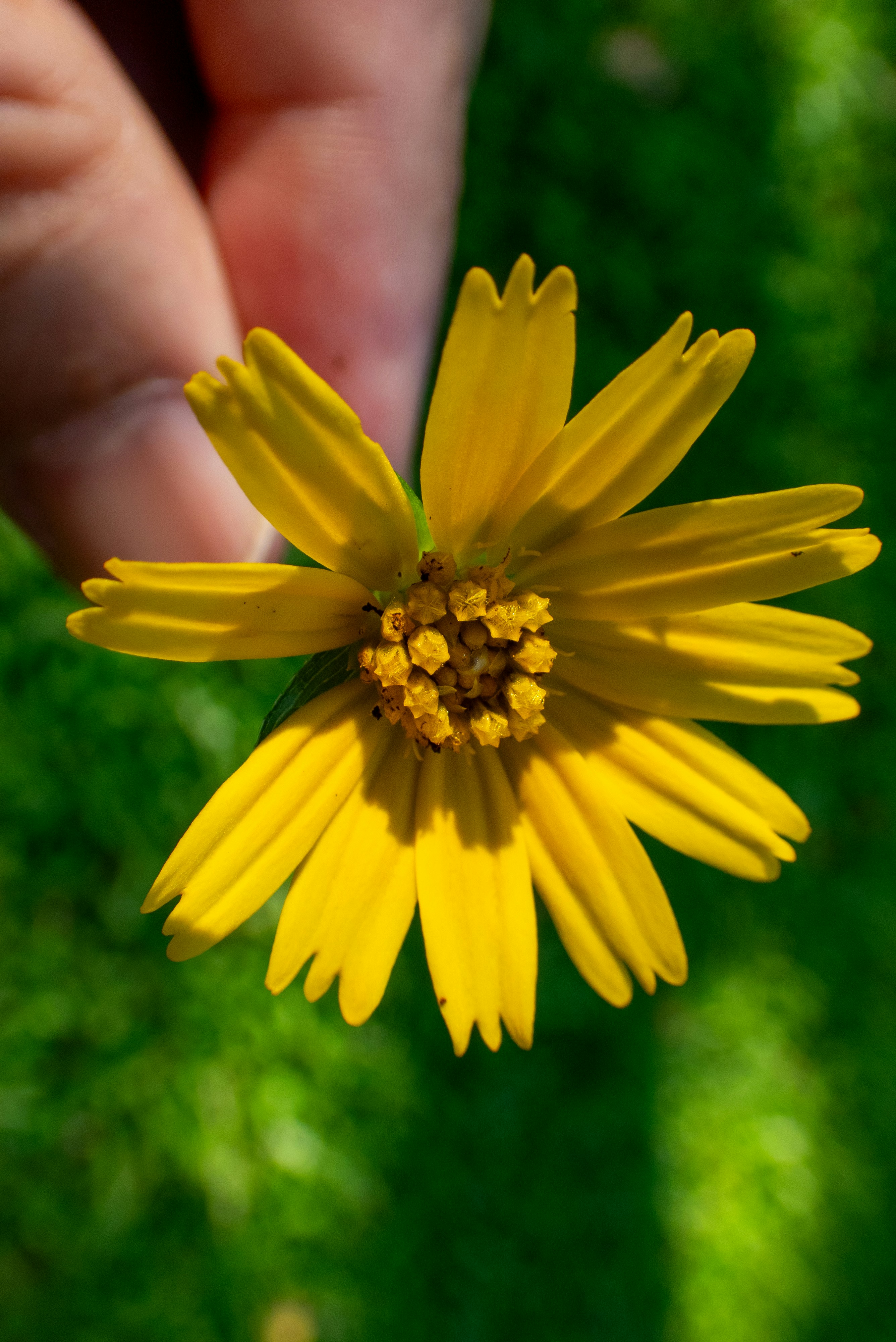 Bright yellow flower held against a green blurred background; the hand is gently lifting the bloom, emphasizing vivid petals and central disk. A close-up of a single flower, natural light.