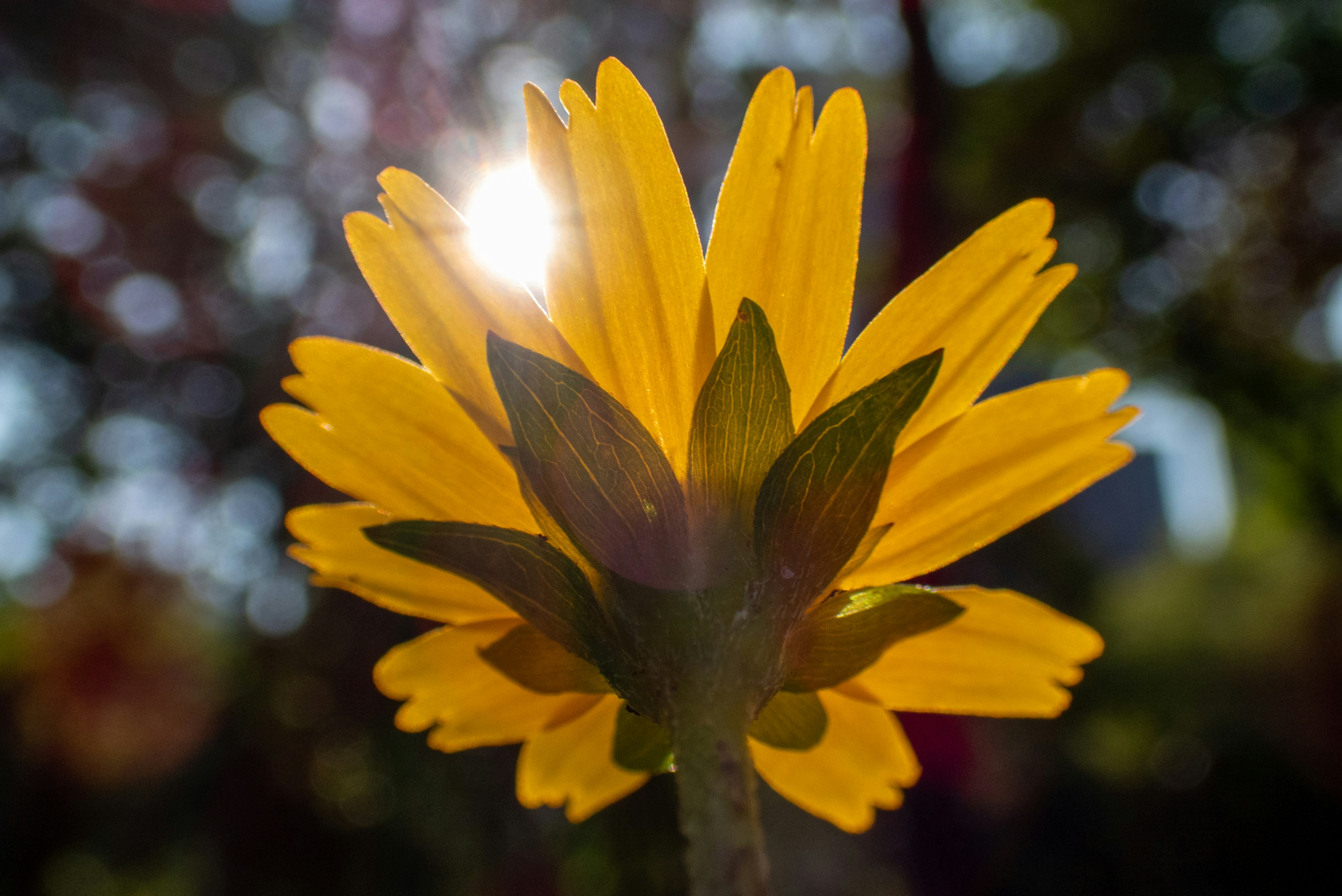 Backlit Bloom: Sunlit Yellow Petals Framing a Warm Glow