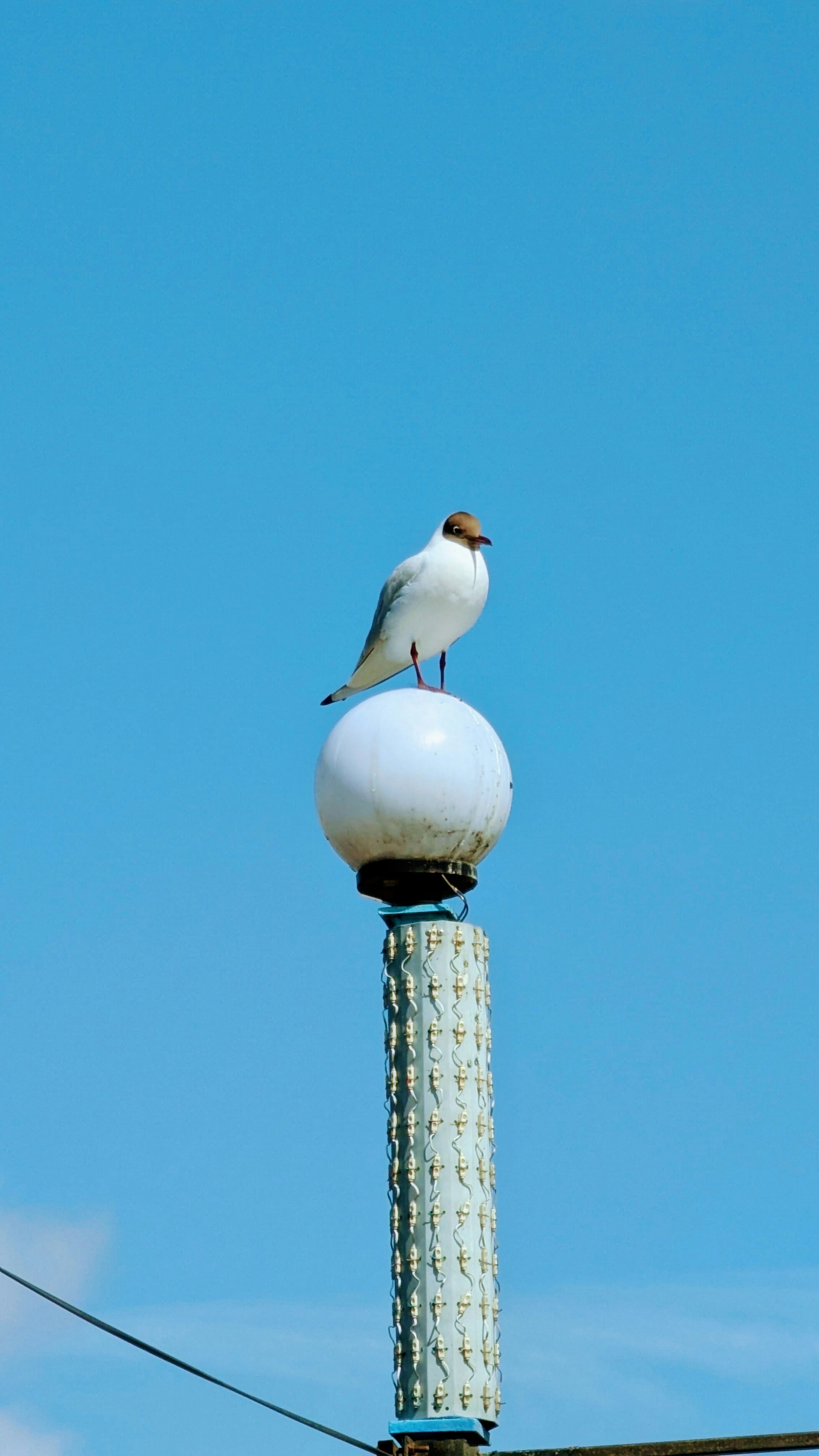 Seagull Sentinel on a Moonlit Pole Against a Clear Blue Sky