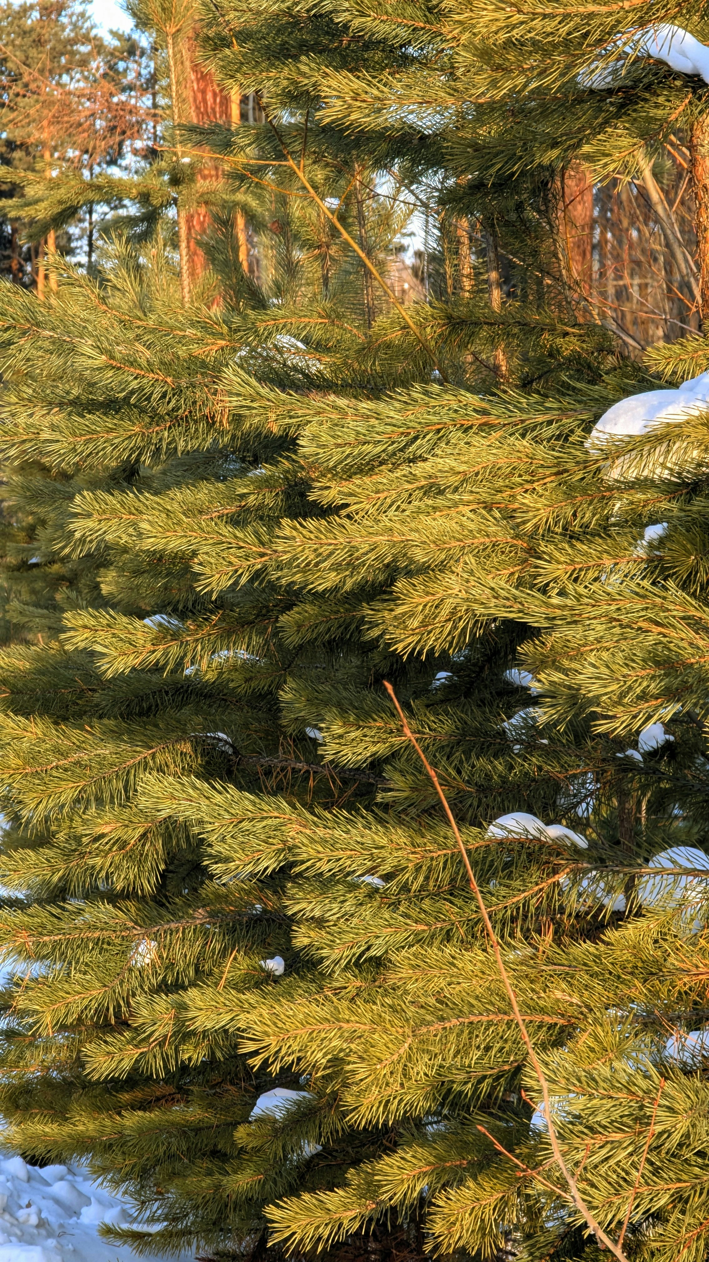 Sunlit Pine Whispers in Winter Light