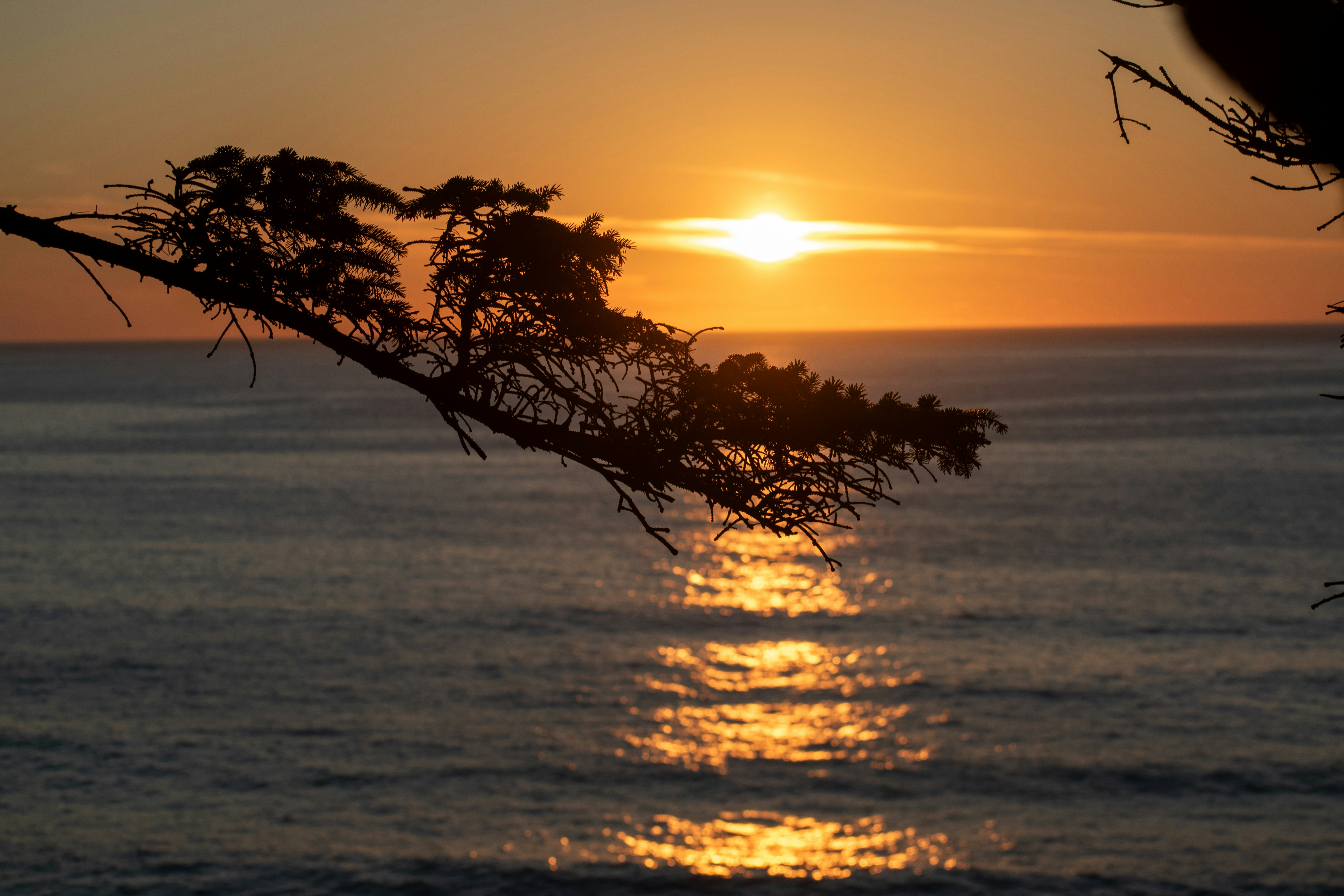 Sunlit Branches Framing a Golden Horizon