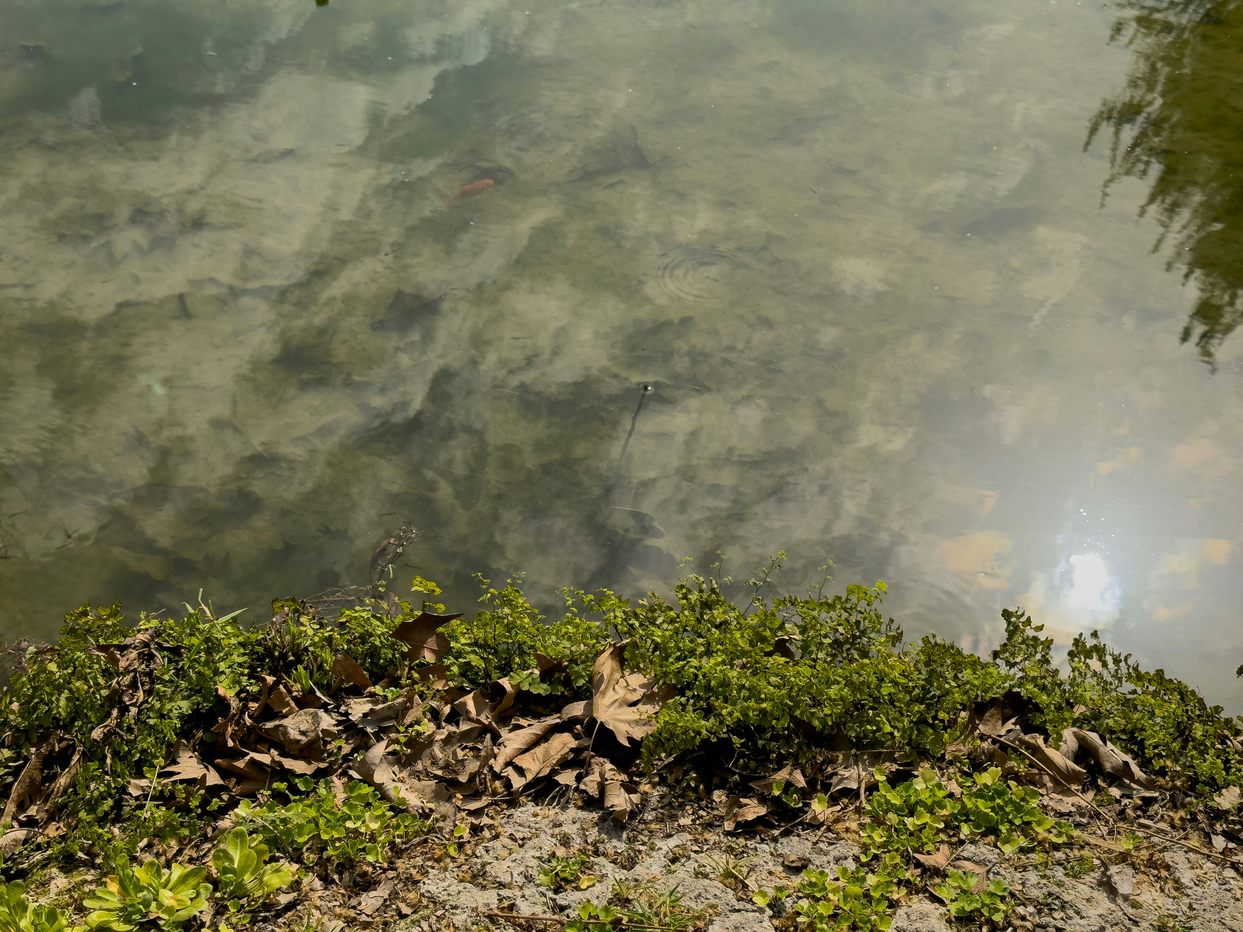 Lofted Shoreline Reflections