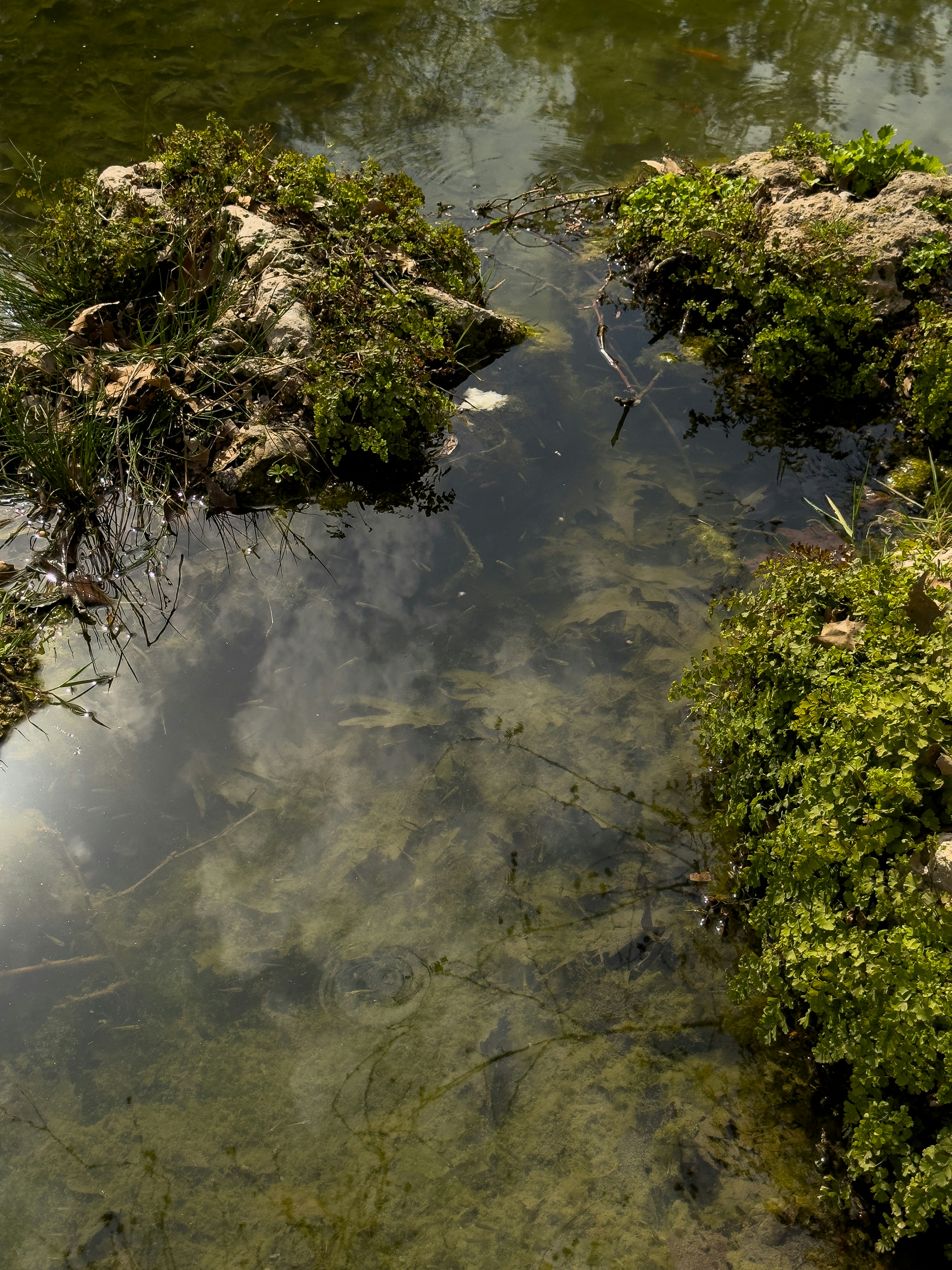 Clear water reflects mossy rocks and submerged vegetation, revealing a tranquil, shallow stream bed with a natural, mossy shoreline.
