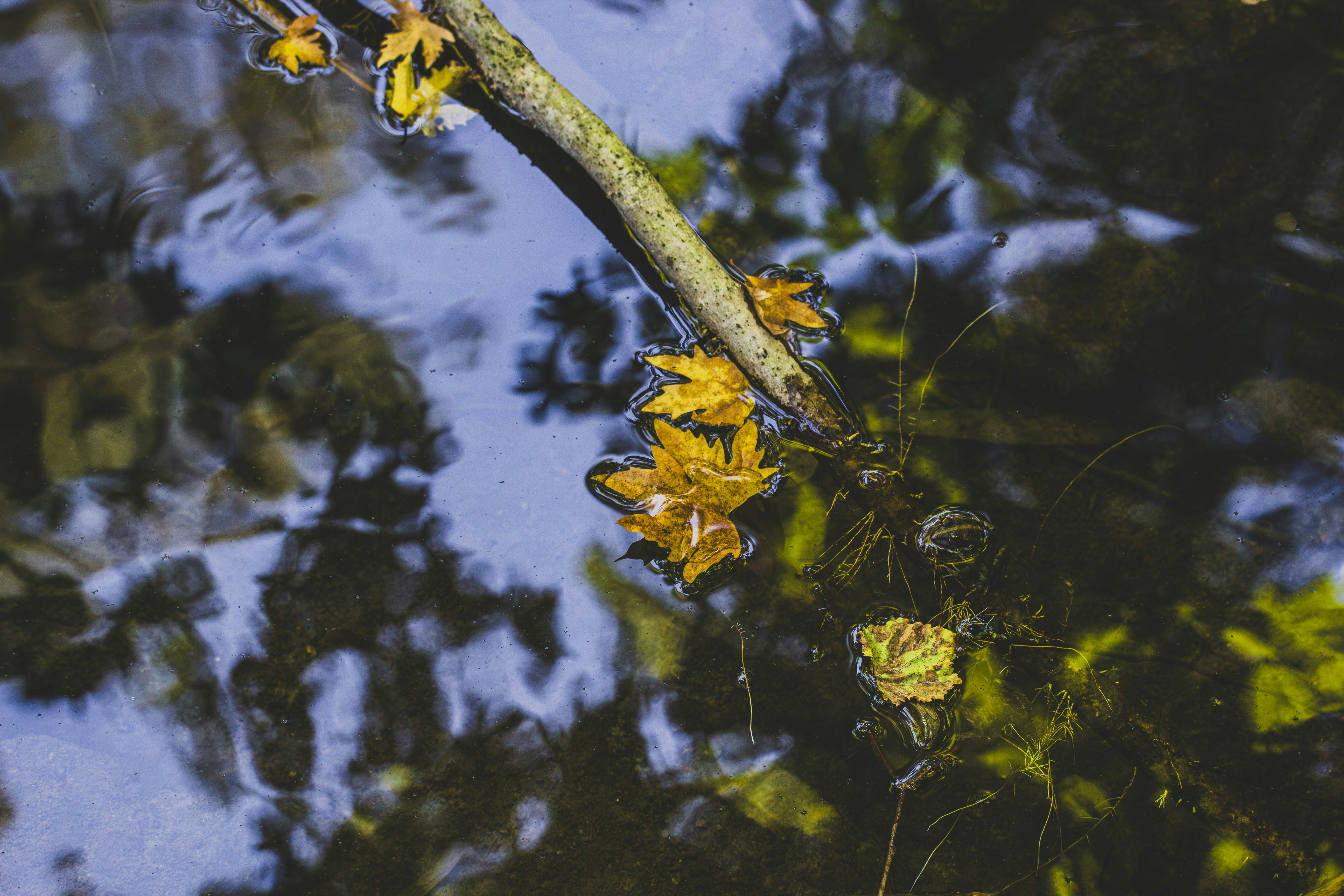 Golden Leaves Drift on a Quiet Pond