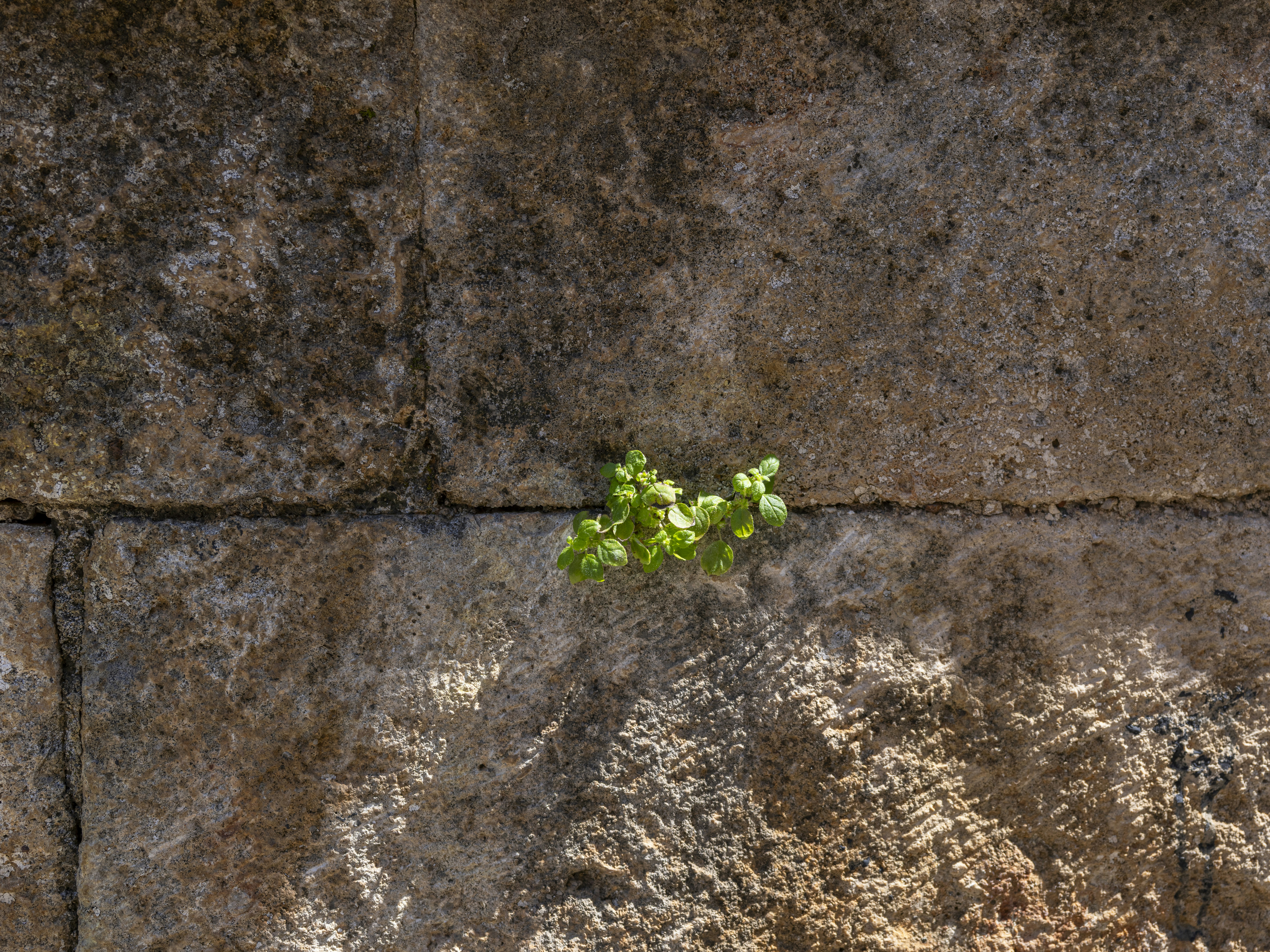 A lone green sprout rising from a weathered stone wall