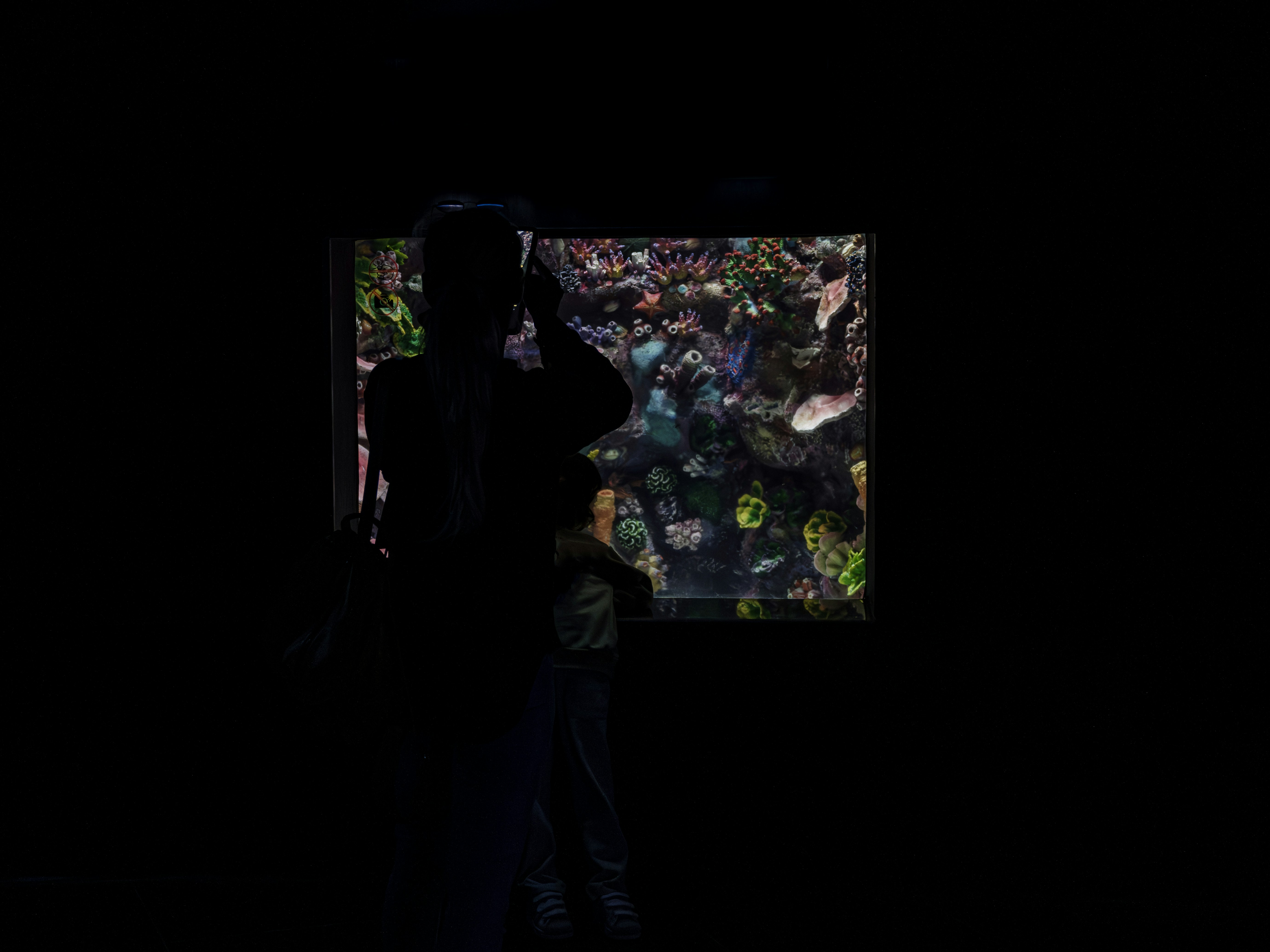 Silent silhouettes before a living aquarium canvas