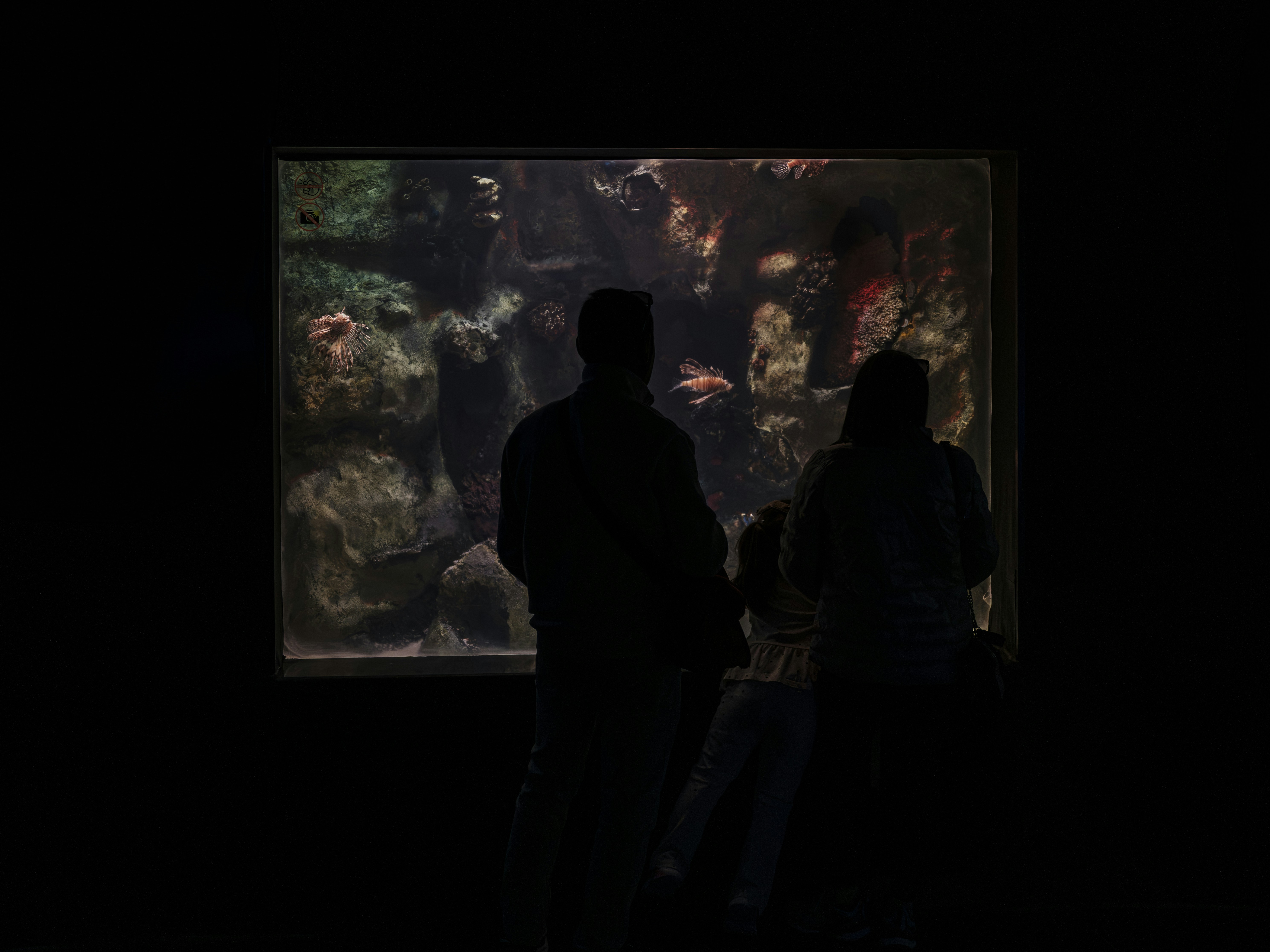 Silhouettes Before the Coral Window