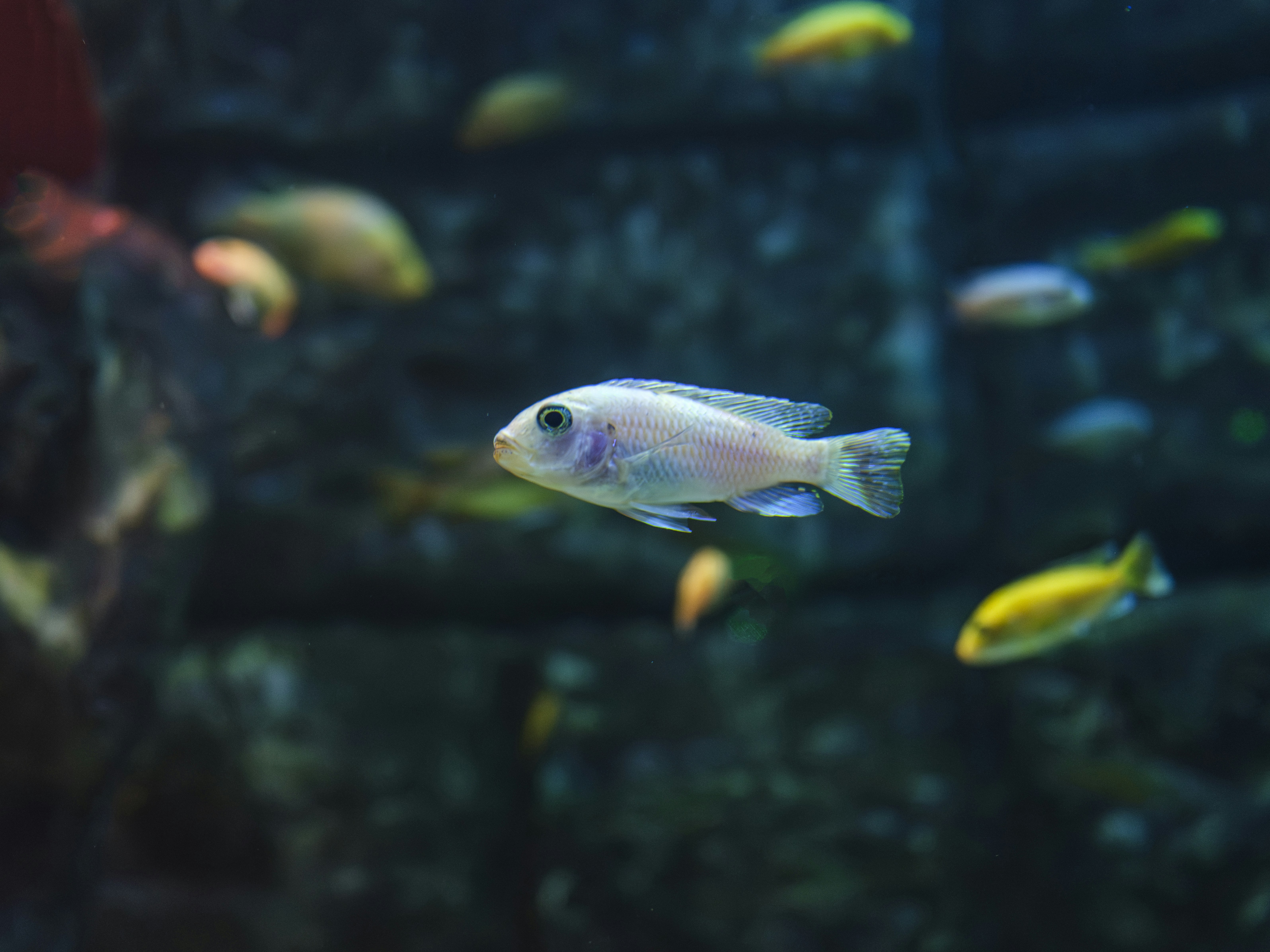 Single silver fish centers the quiet aquarium blue