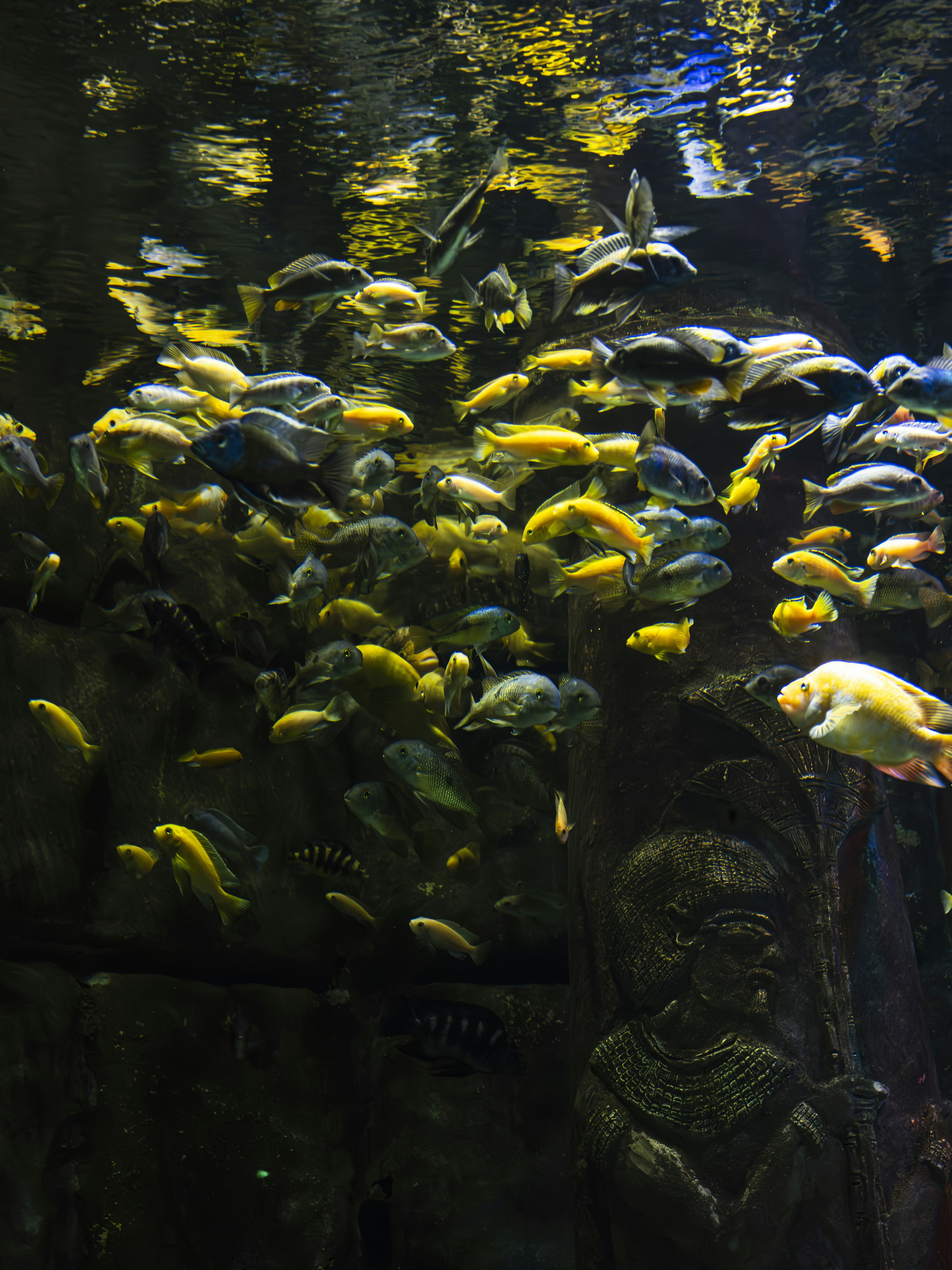 School of gold and silver koi drift past an ancient carved statue in an underwater exhibit