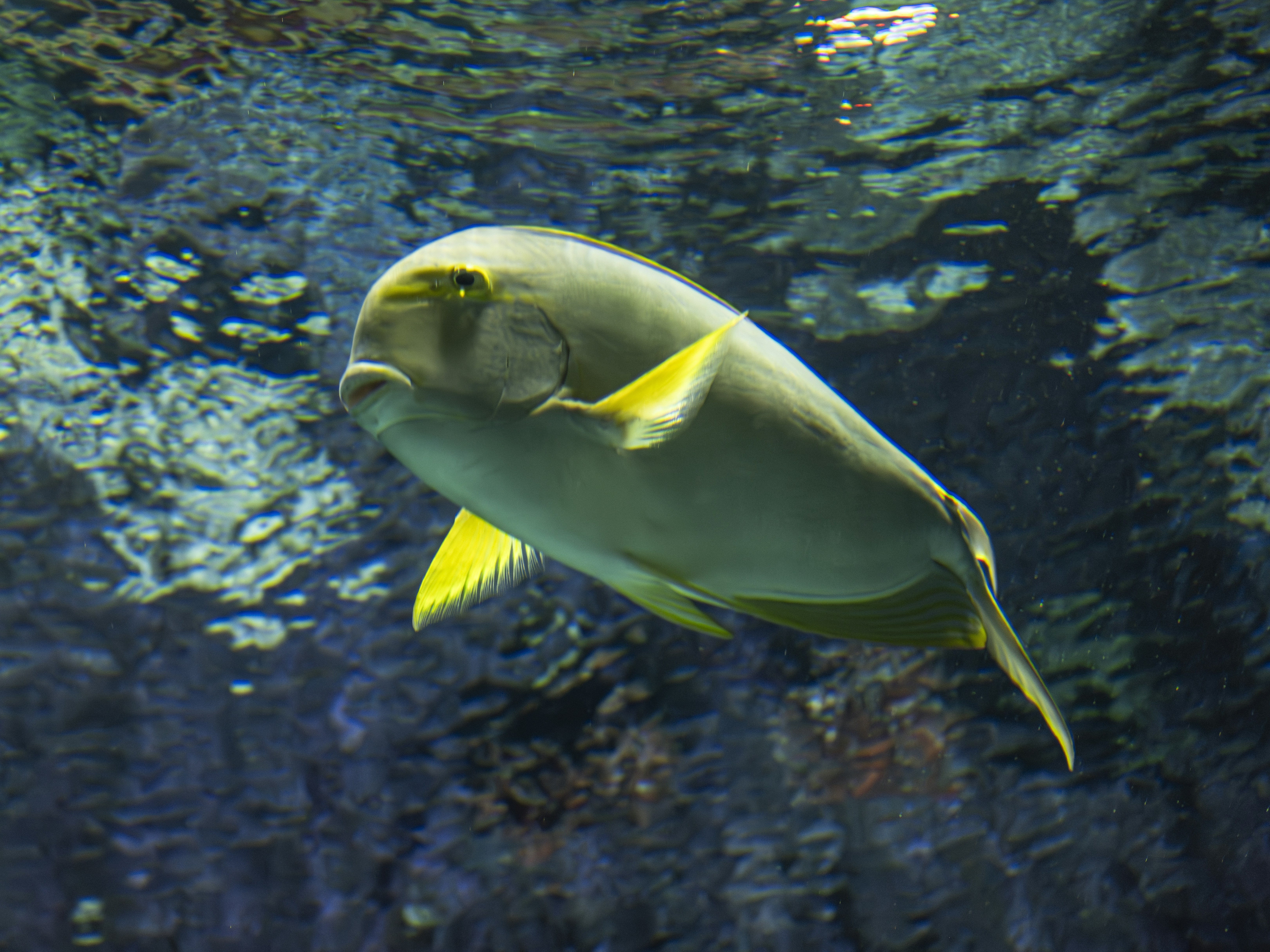 Yellow-tailed Surgeon in Milky Blue Reef Drift