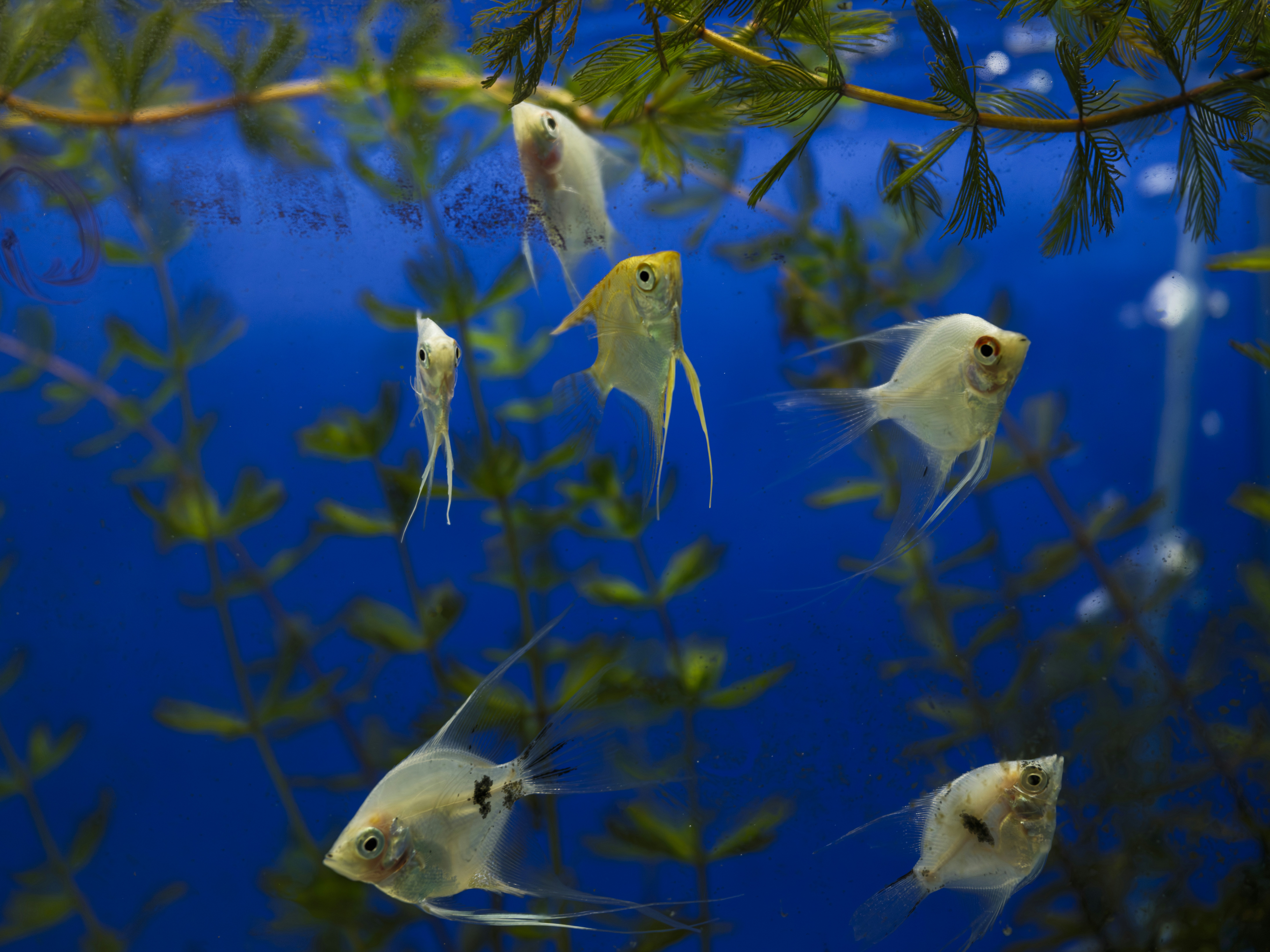 Azure Depths: School of Angelfish Hovering Above Aquatic Plants