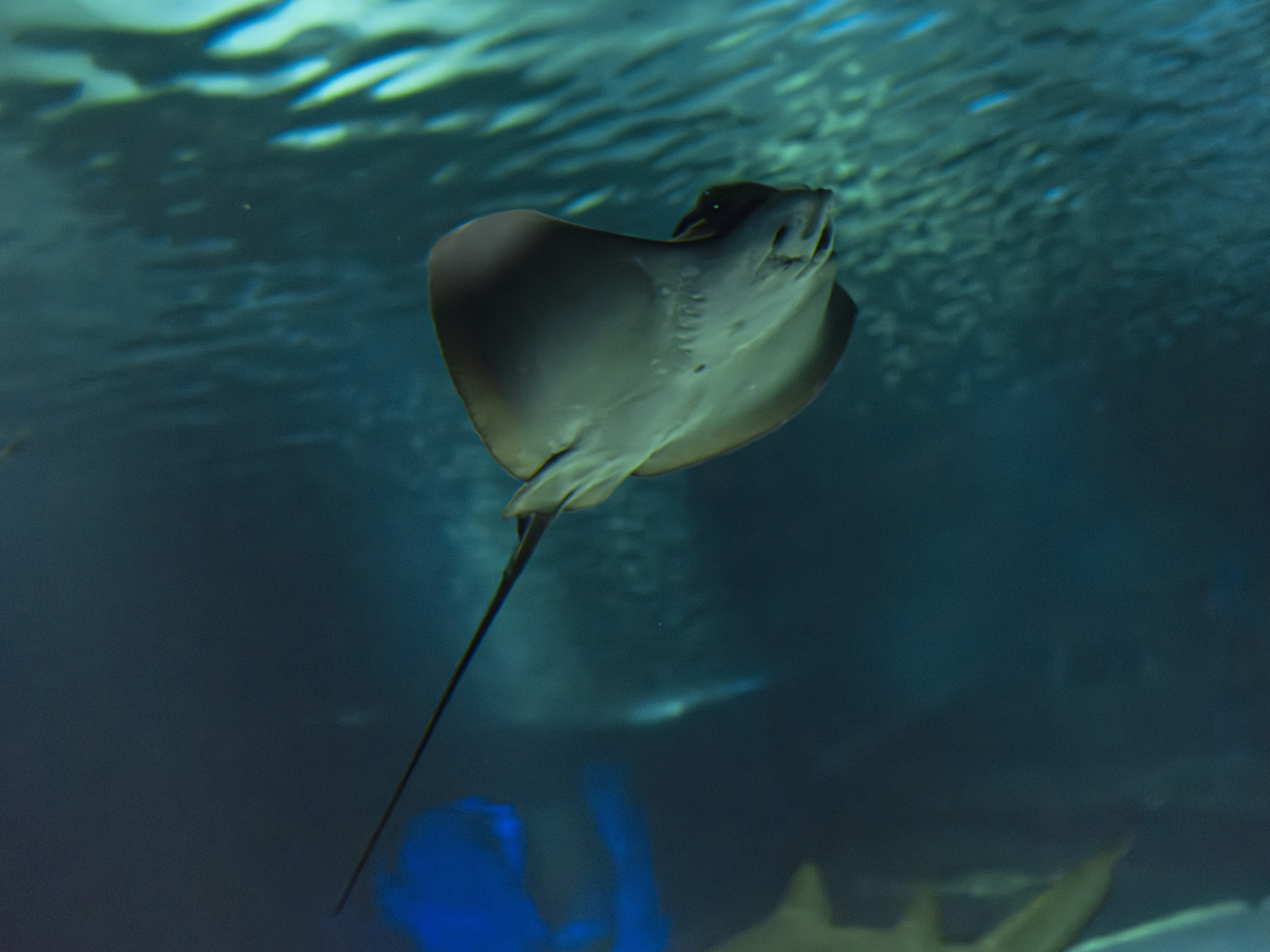 Moonlit Glide: A Gentle Stingray Pass Under the Surface