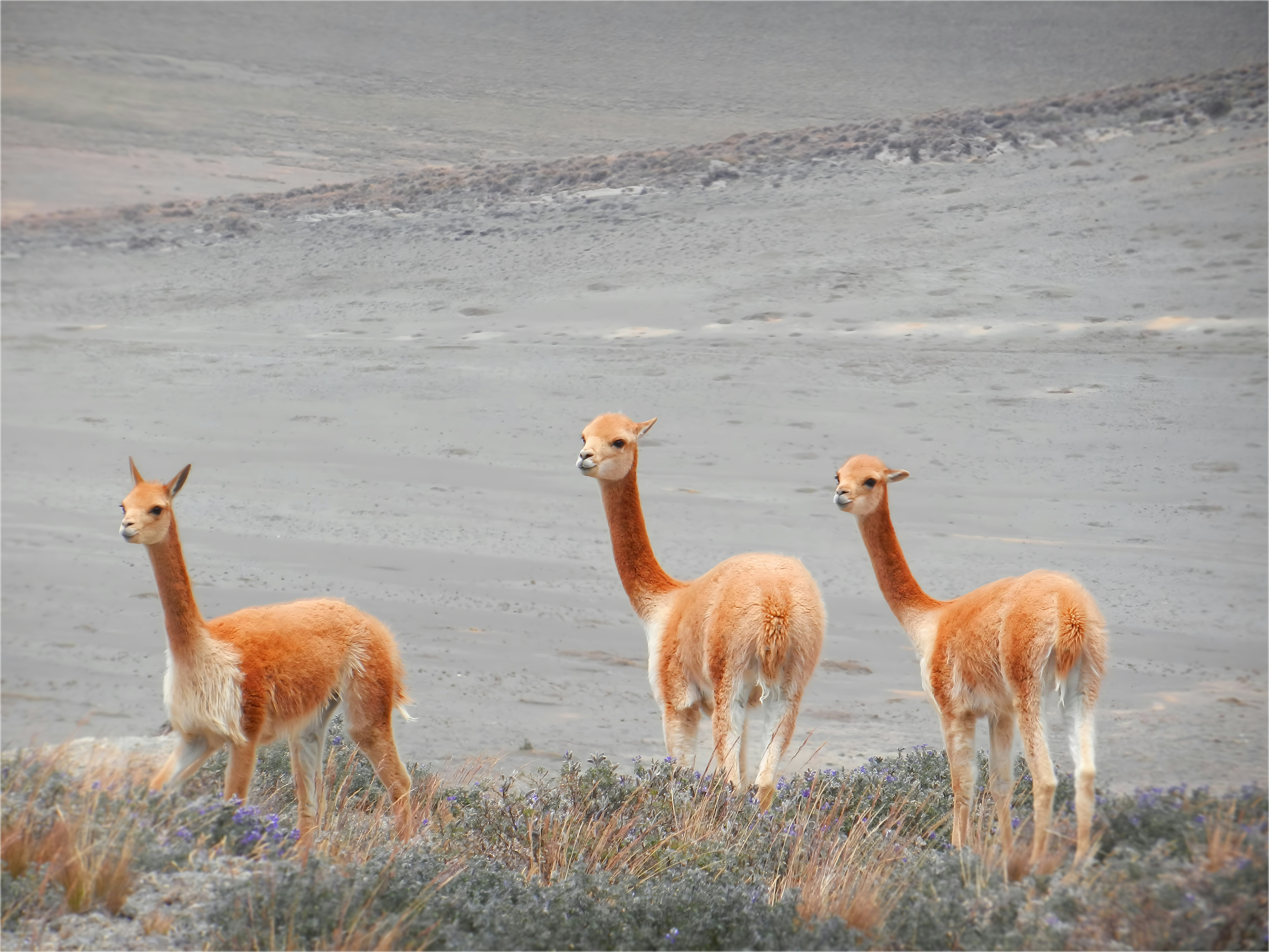 Three Desert Giraffes on a Sparse Grass Plain
