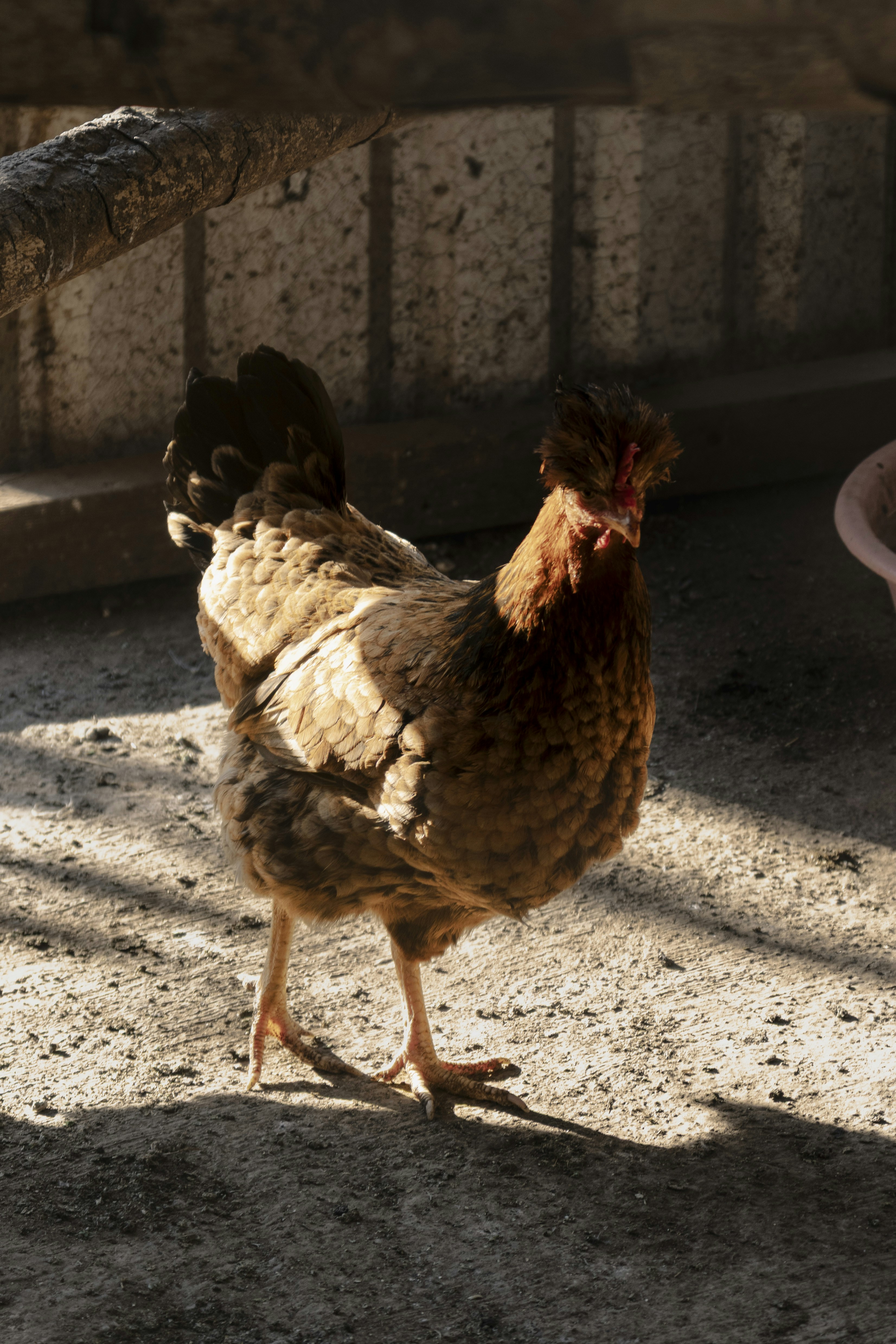Midday Stance: Rooster in Warm Dappled Light