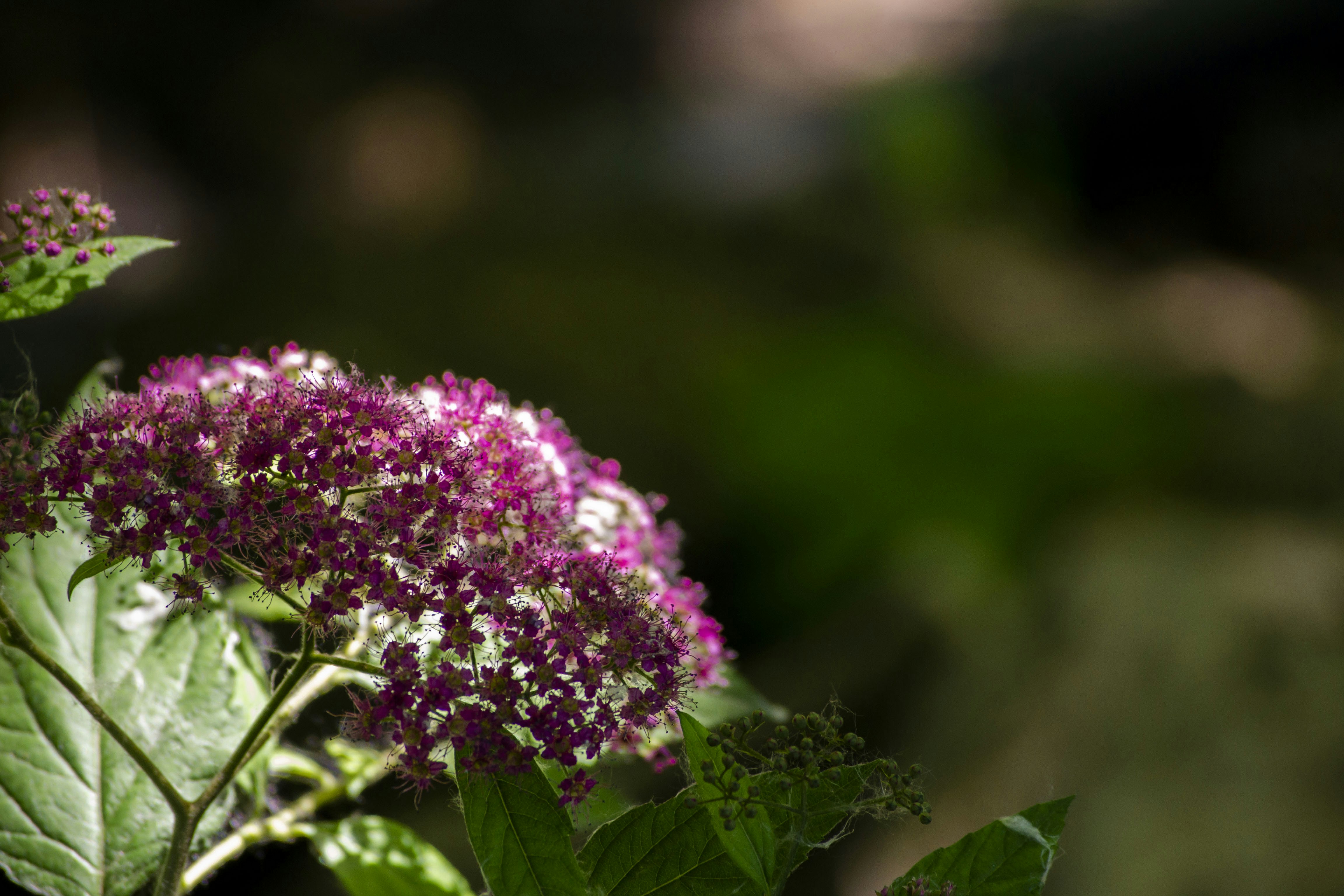 Crimson Lace: Sunlit Hydrangea Cluster in Soft Focus Greens