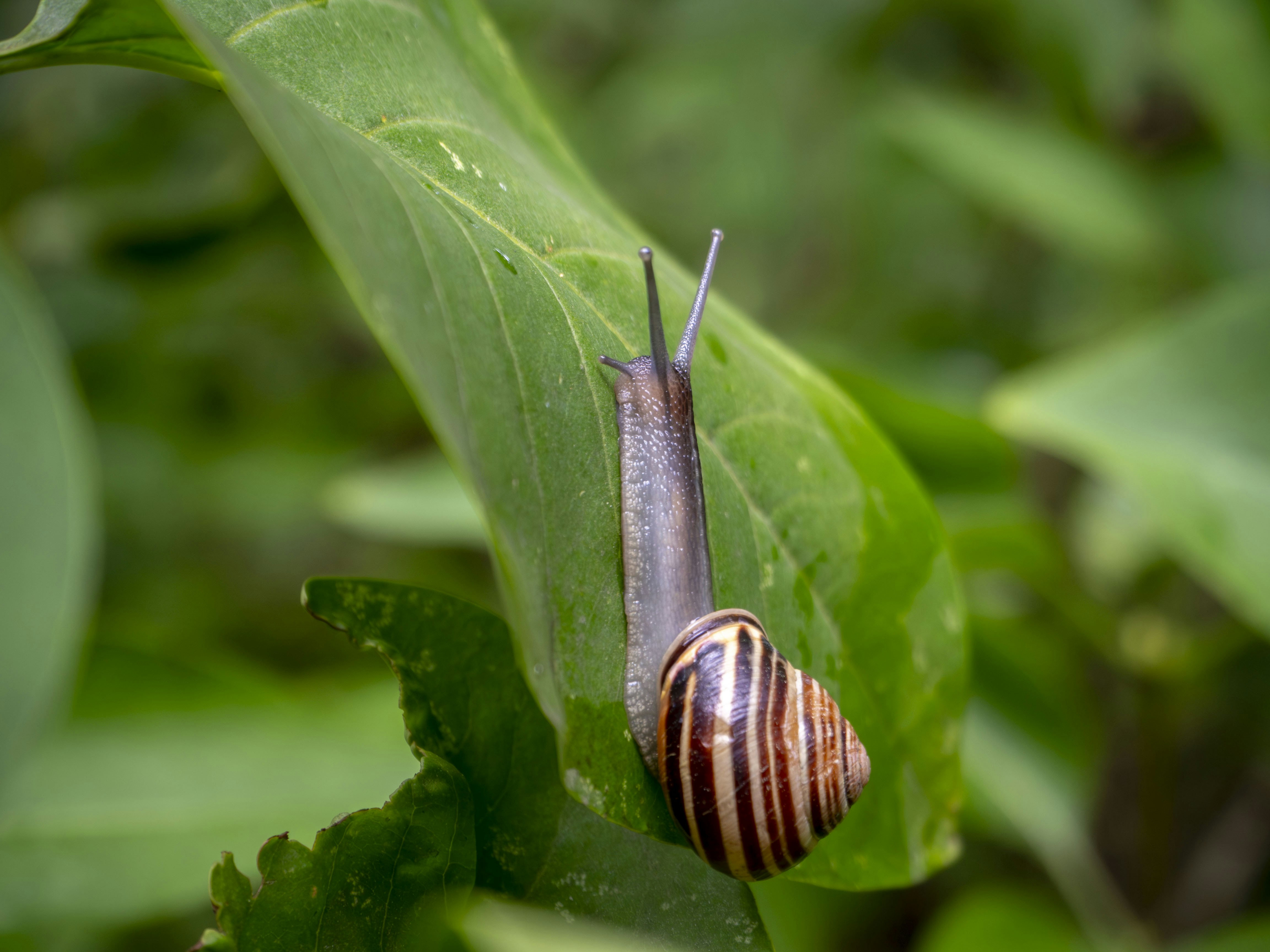 A striped snail ascends a broad green leaf in a lush garden scene. The image highlights the snail’s patterned shell and the plant’s textures with natural, diffuse light. This is a photograph, not a drawing.