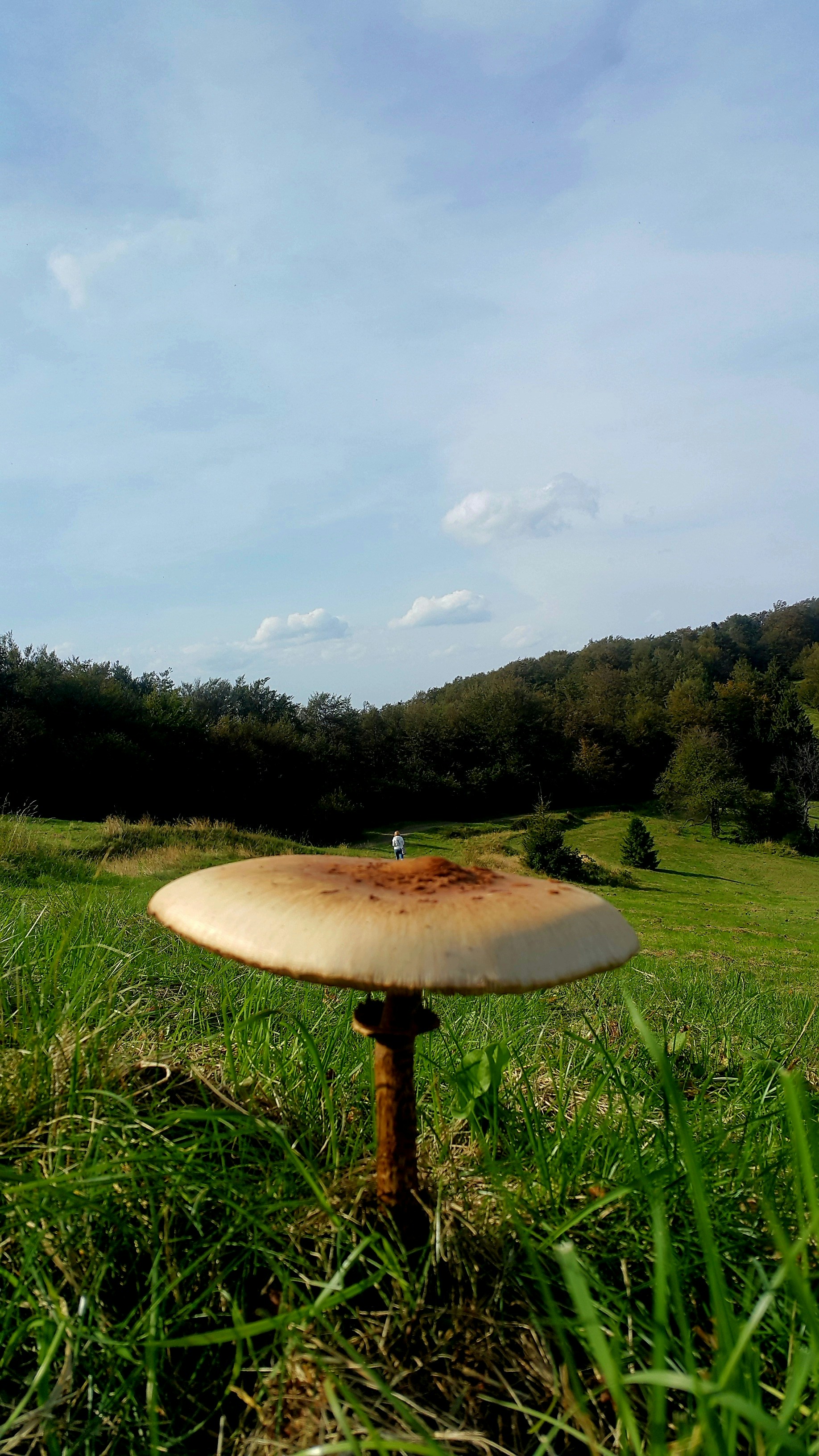 Mushroom Sentinel: A lone cap in a sunlit meadow