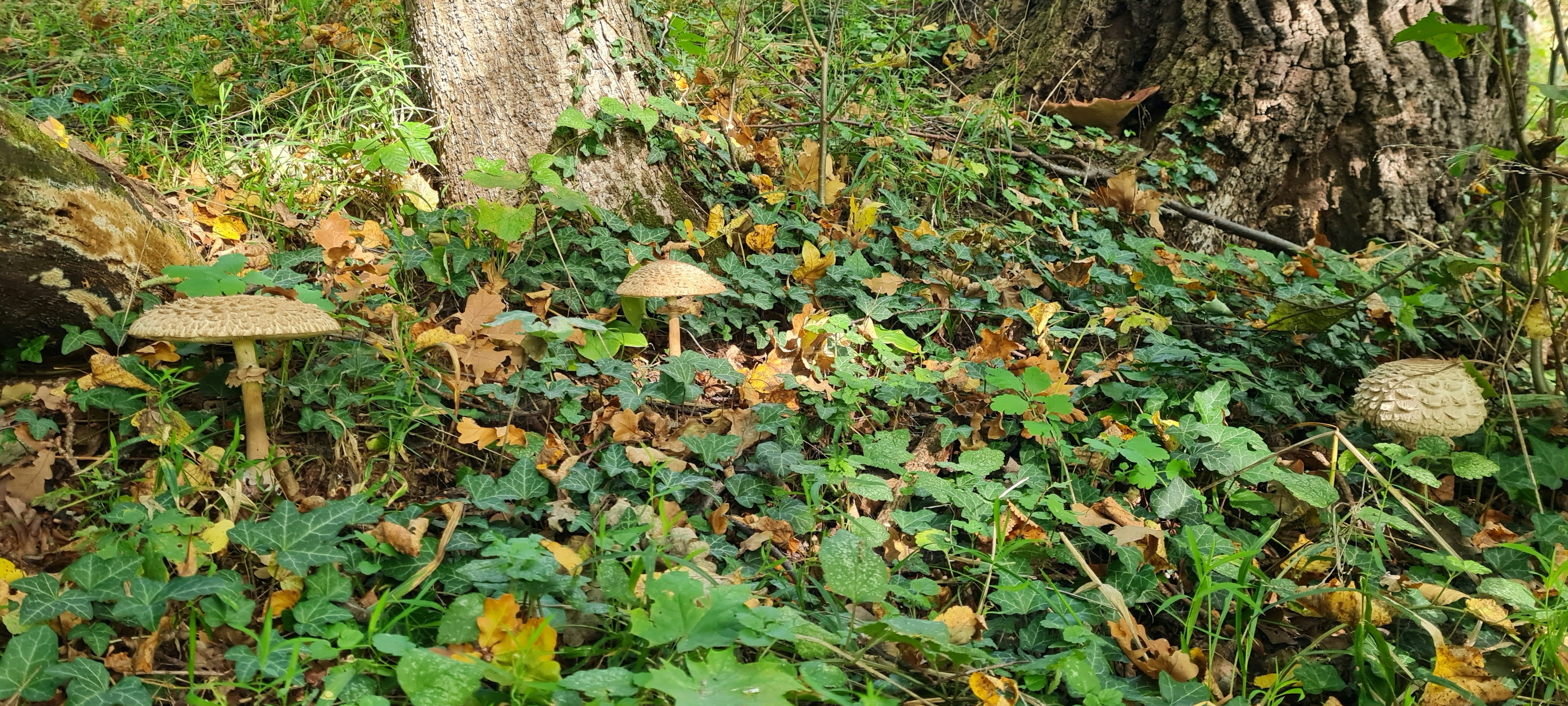 Photo by Szcze hoo with Samsung Galaxy Note20