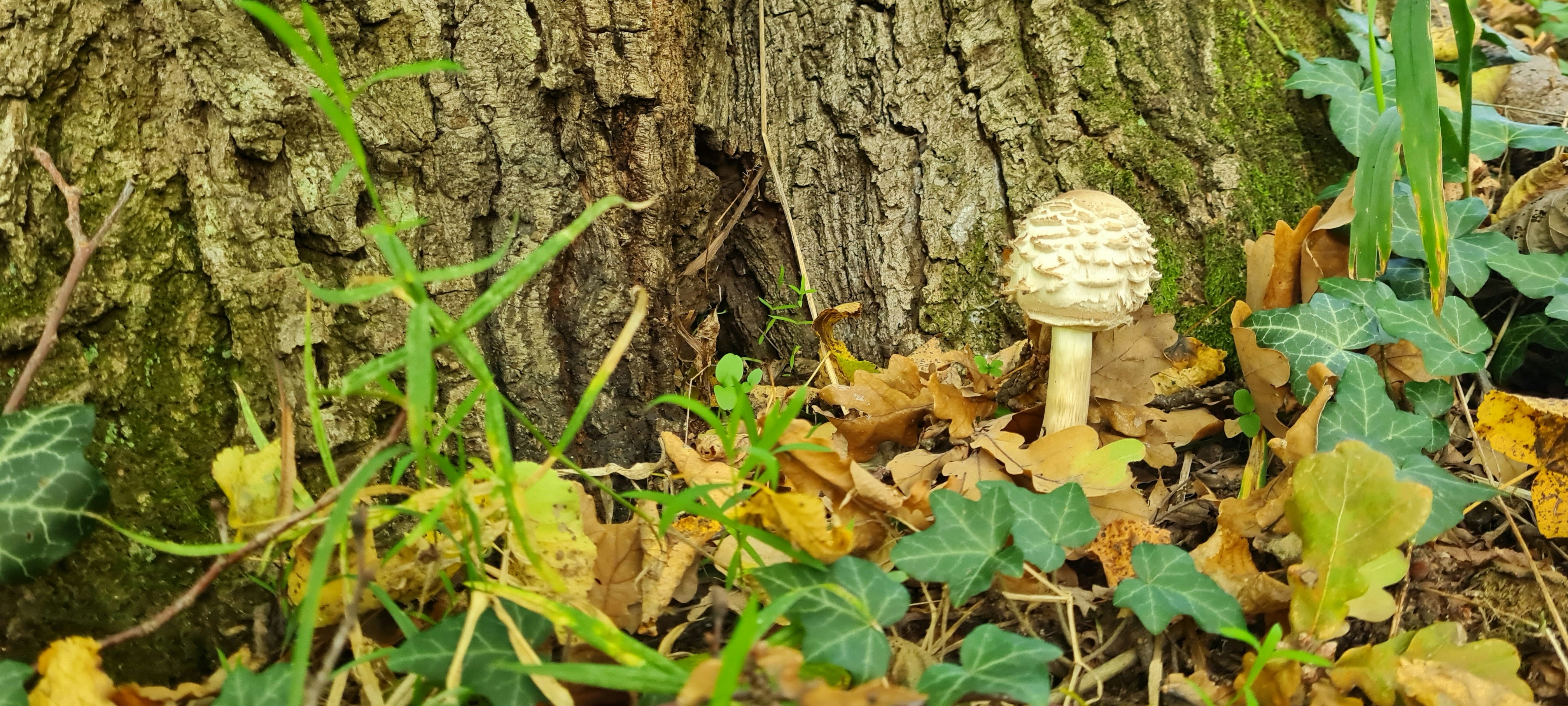 Photo by Szcze hoo with Samsung Galaxy Note20