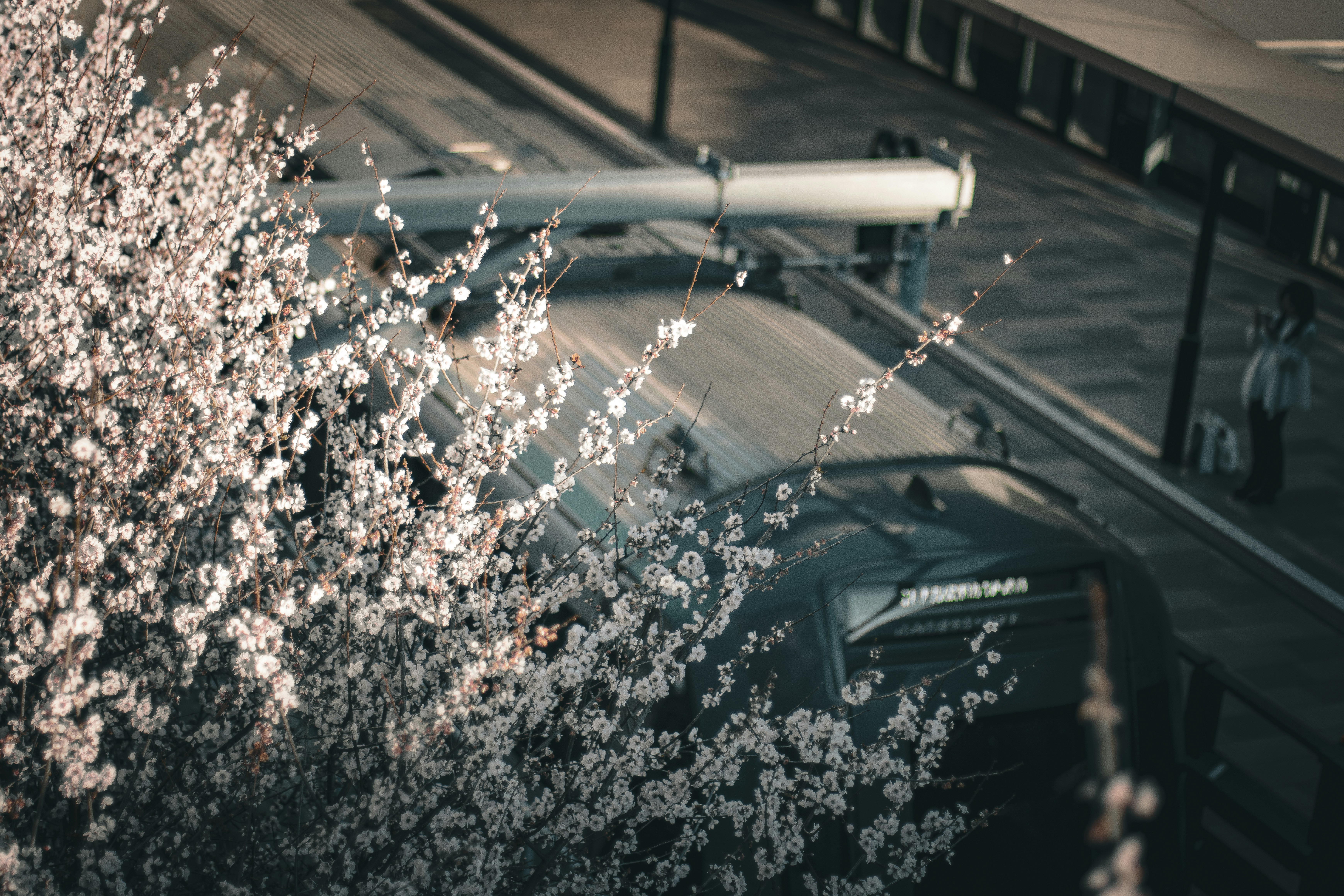 Blossoms and Backlit Transit