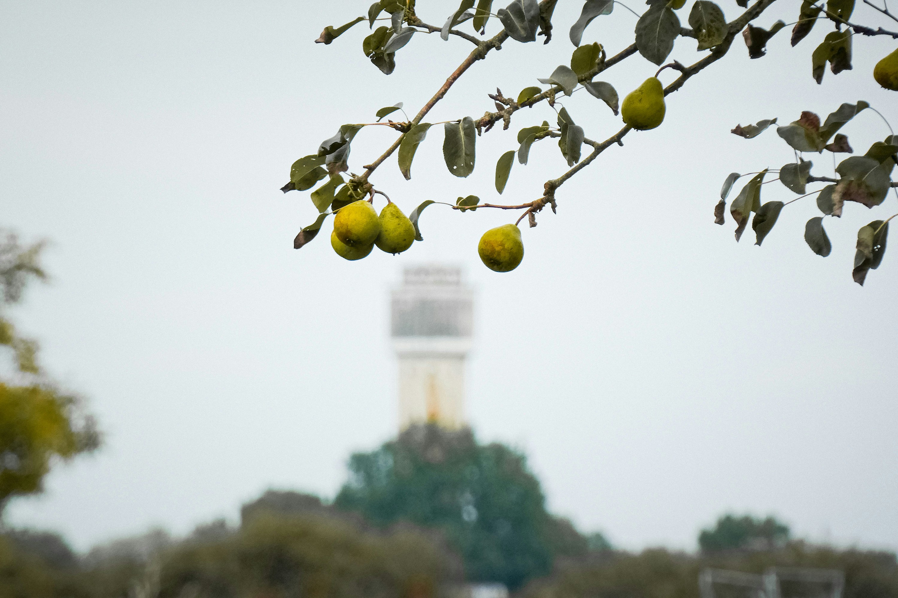 Lemon Orchard in Soft Focus: A Blurred Tower Watches Over Fruit