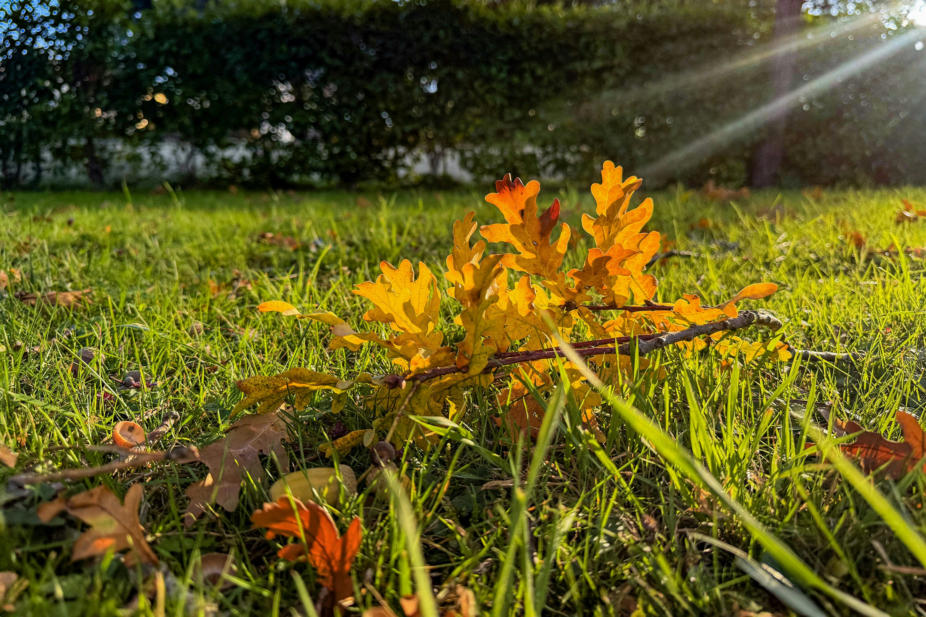 Bright autumn leaves glow near the camera on a sunlit grass field, with a beam of light streaking across the frame. A logo-like oak sprig sits among blades of green, capturing a low-angle, nature-shot feel.